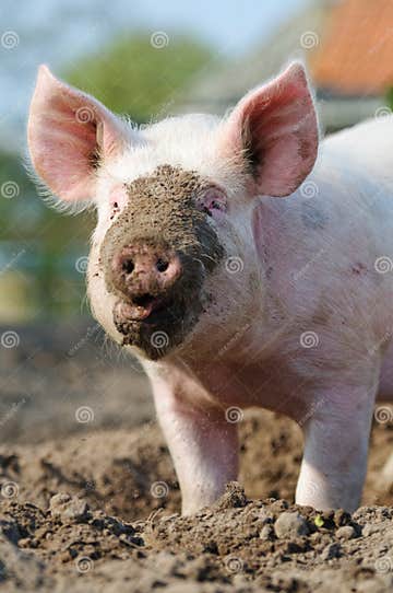 Happy Pig Portrait stock image. Image of adorable, pork - 19243449