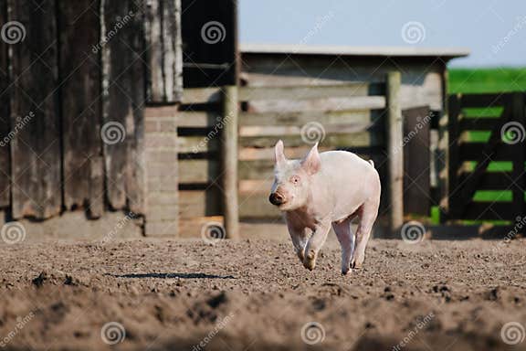 Happy pig running stock image. Image of life, young, meadow - 19243259
