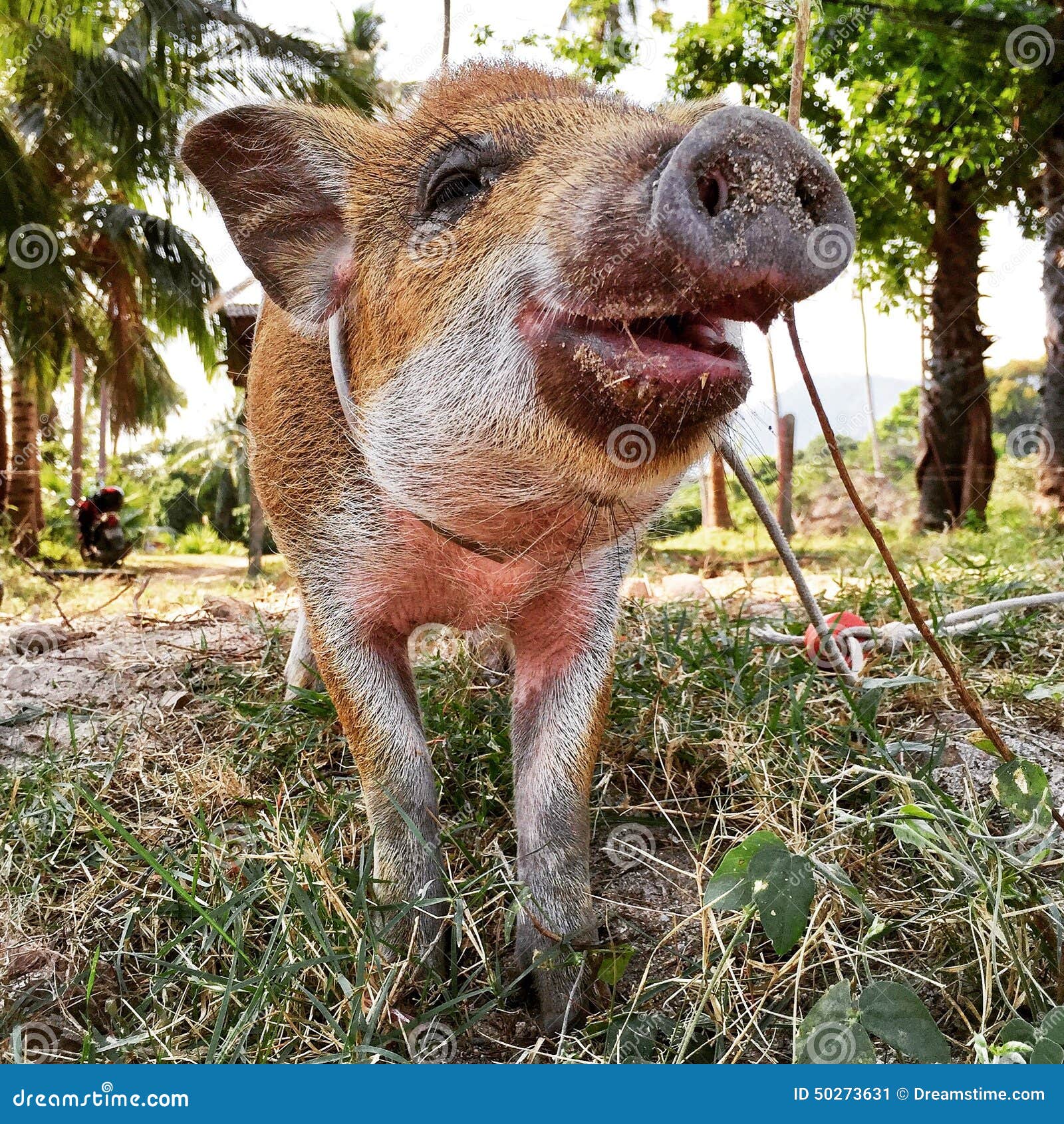 Happy pig stock image. Image of smile, happy, smiling - 50273631