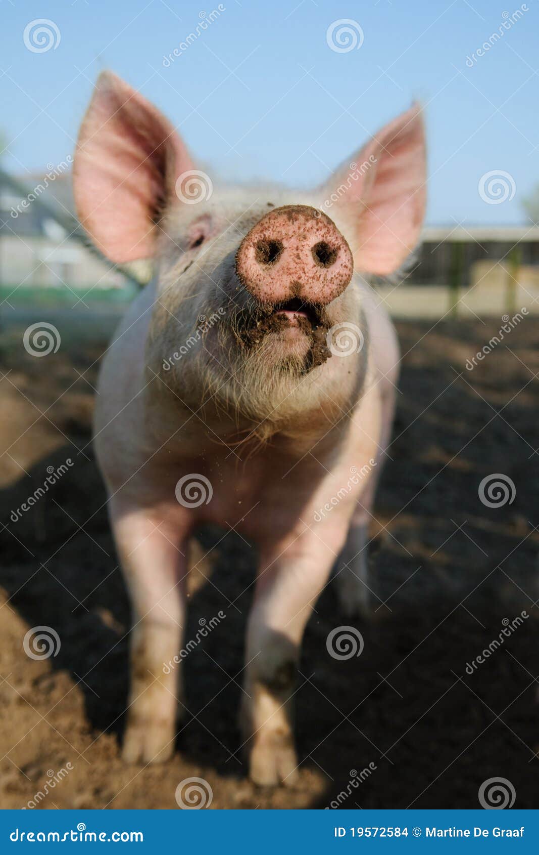 Happy pig snout stock photo. Image of country, curious - 19572584