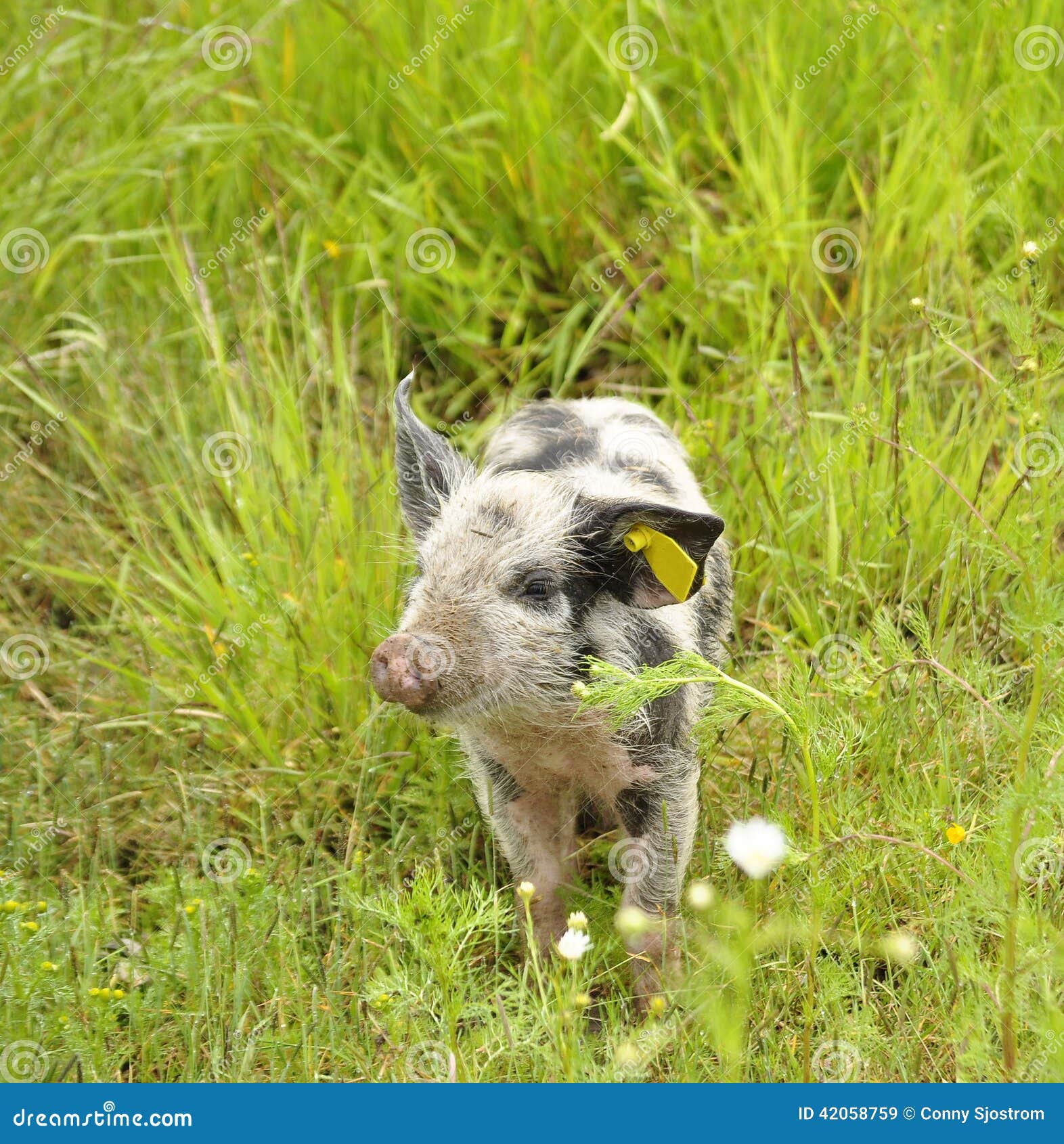 Happy pig stock image. Image of agriculture, nature, flora - 42058759
