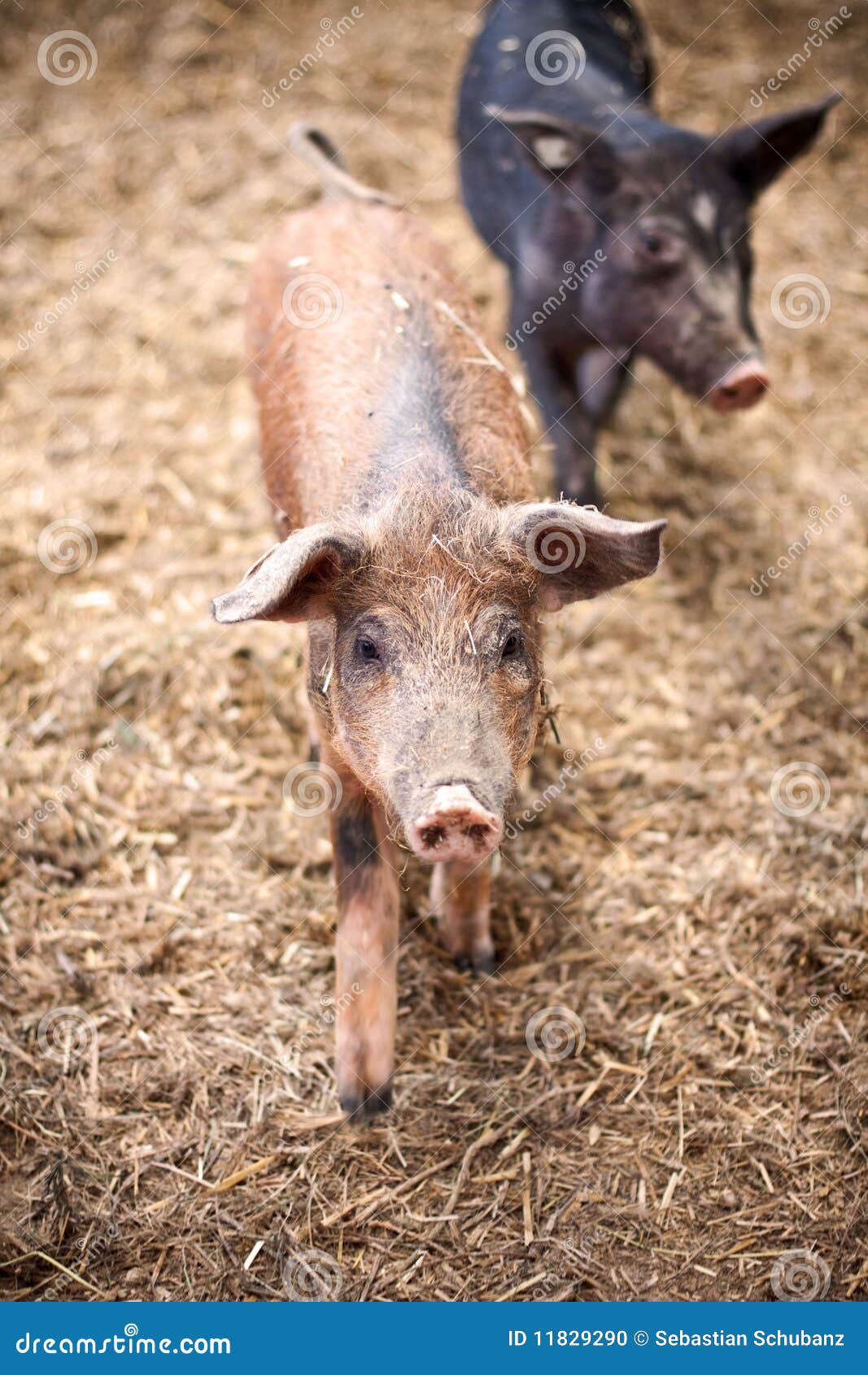 Happy piggies stock photo. Image of ecology, pets, farmland - 11829290