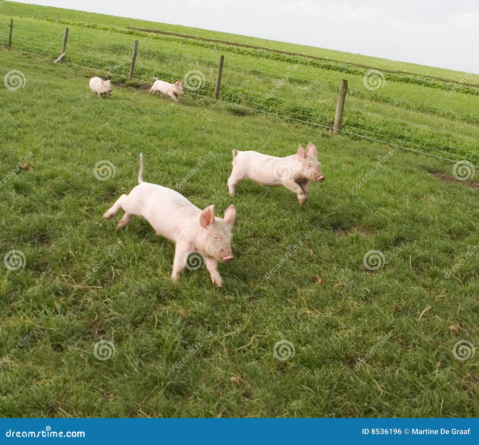 Happy Piglets stock photo. Image of piglets, crazy, pink - 8536196