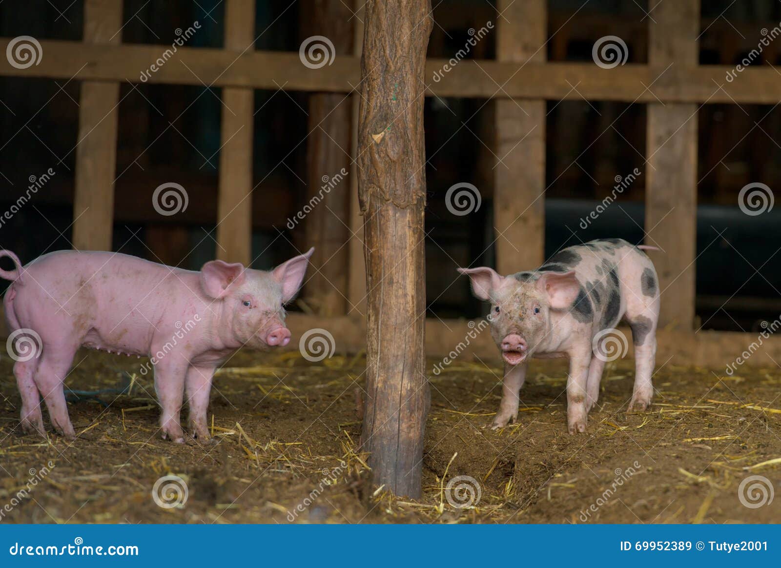 Happy piglets at the farm stock image. Image of group - 69952389