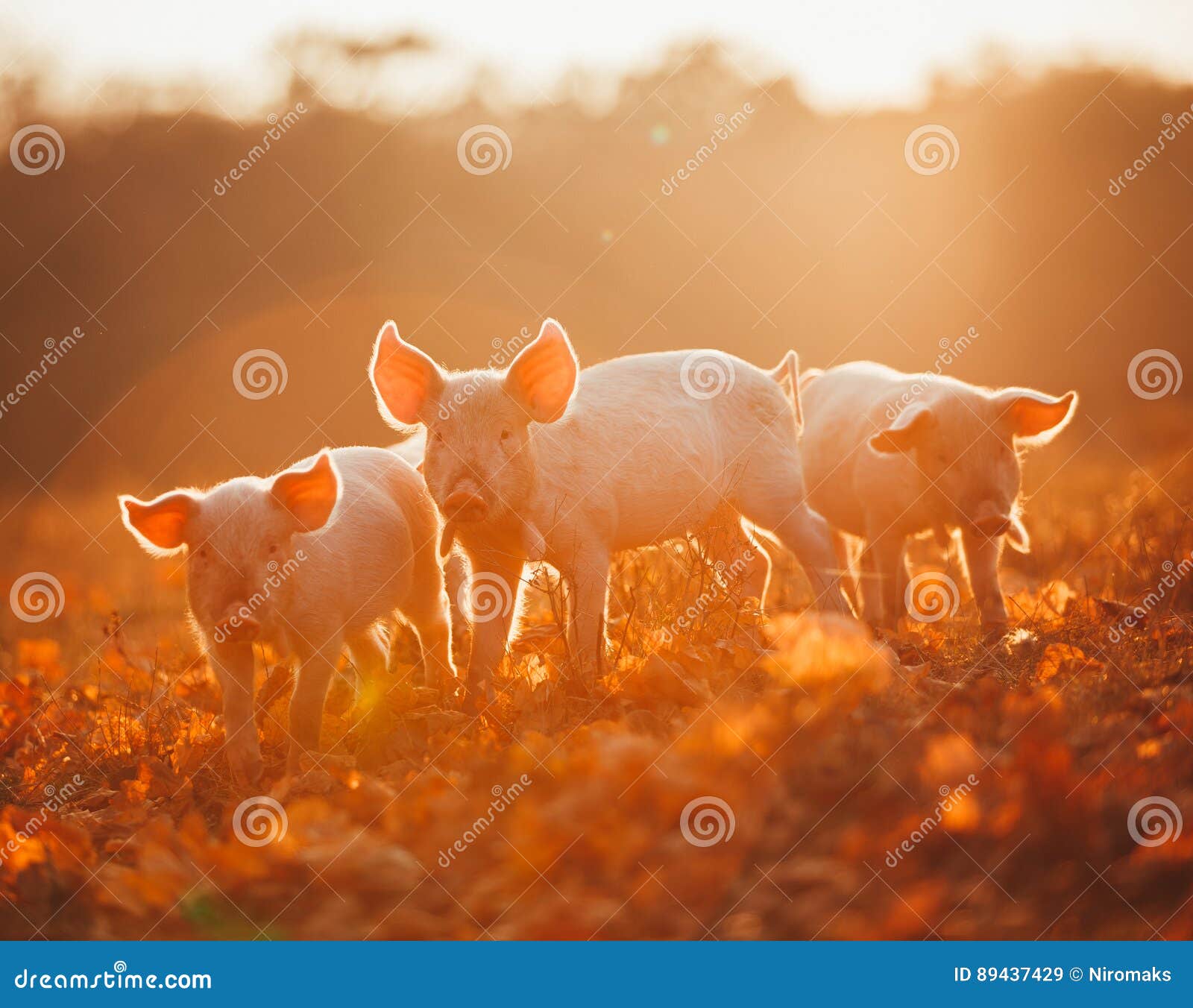 Happy Piglets Playing in Leaves at Sunset Stock Image - Image of ...