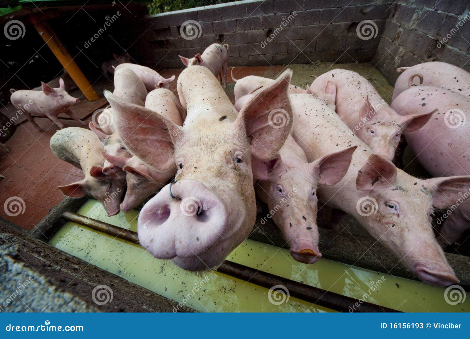 Happy pigs stock image. Image of bacon, pigpen, scene - 16156193