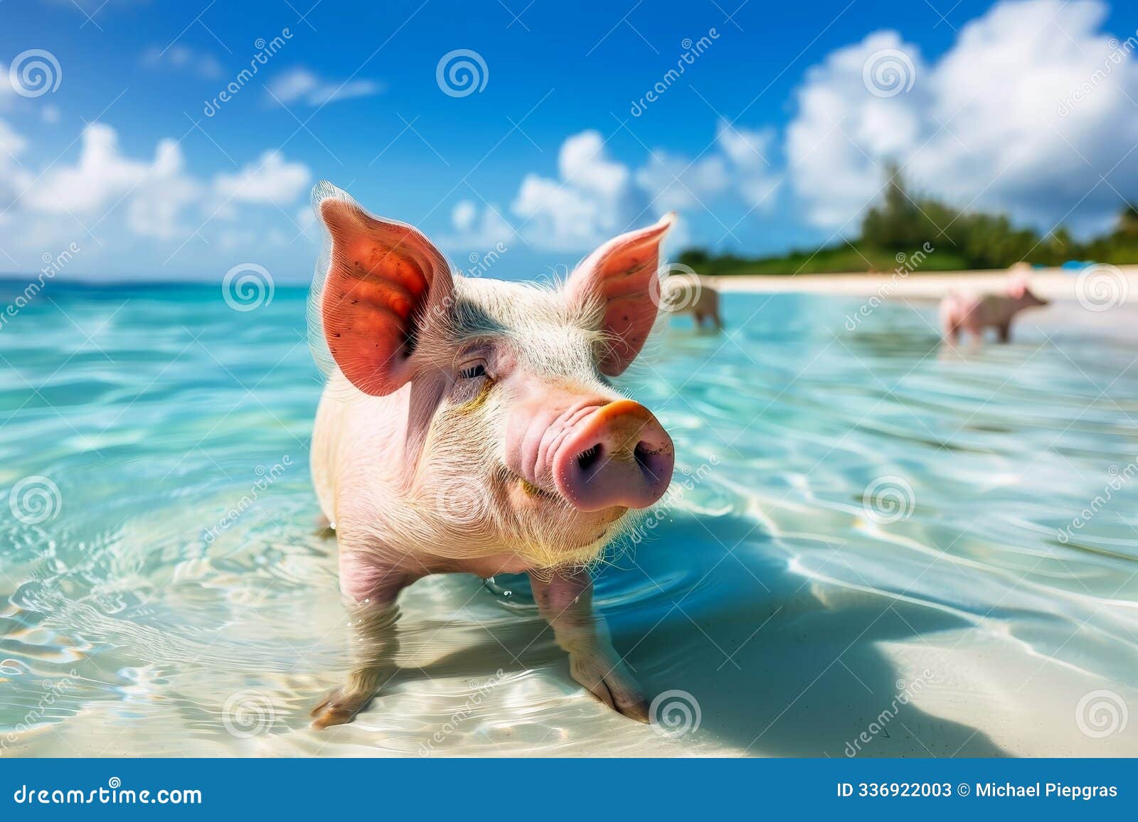 Happy Pigs Bathe in the Ocean in a Tropical Paradise Stock Image ...