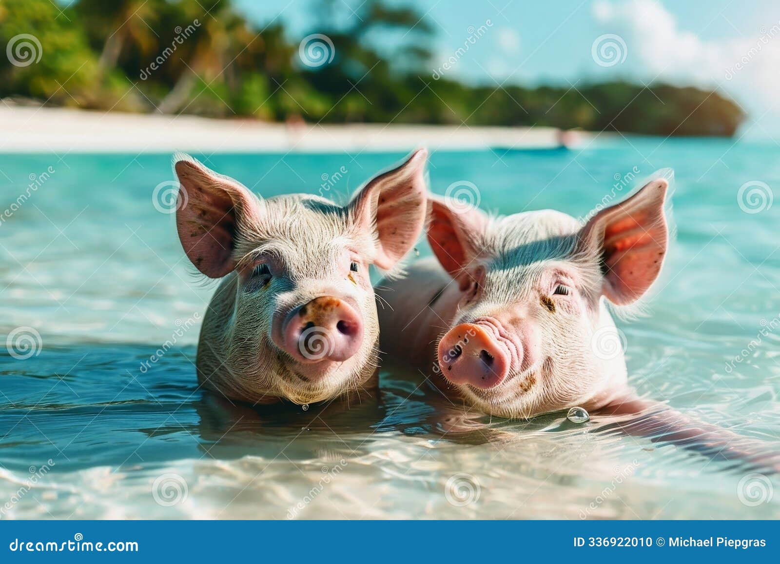 Happy Pigs Bathe in the Ocean in a Tropical Paradise Stock Photo ...