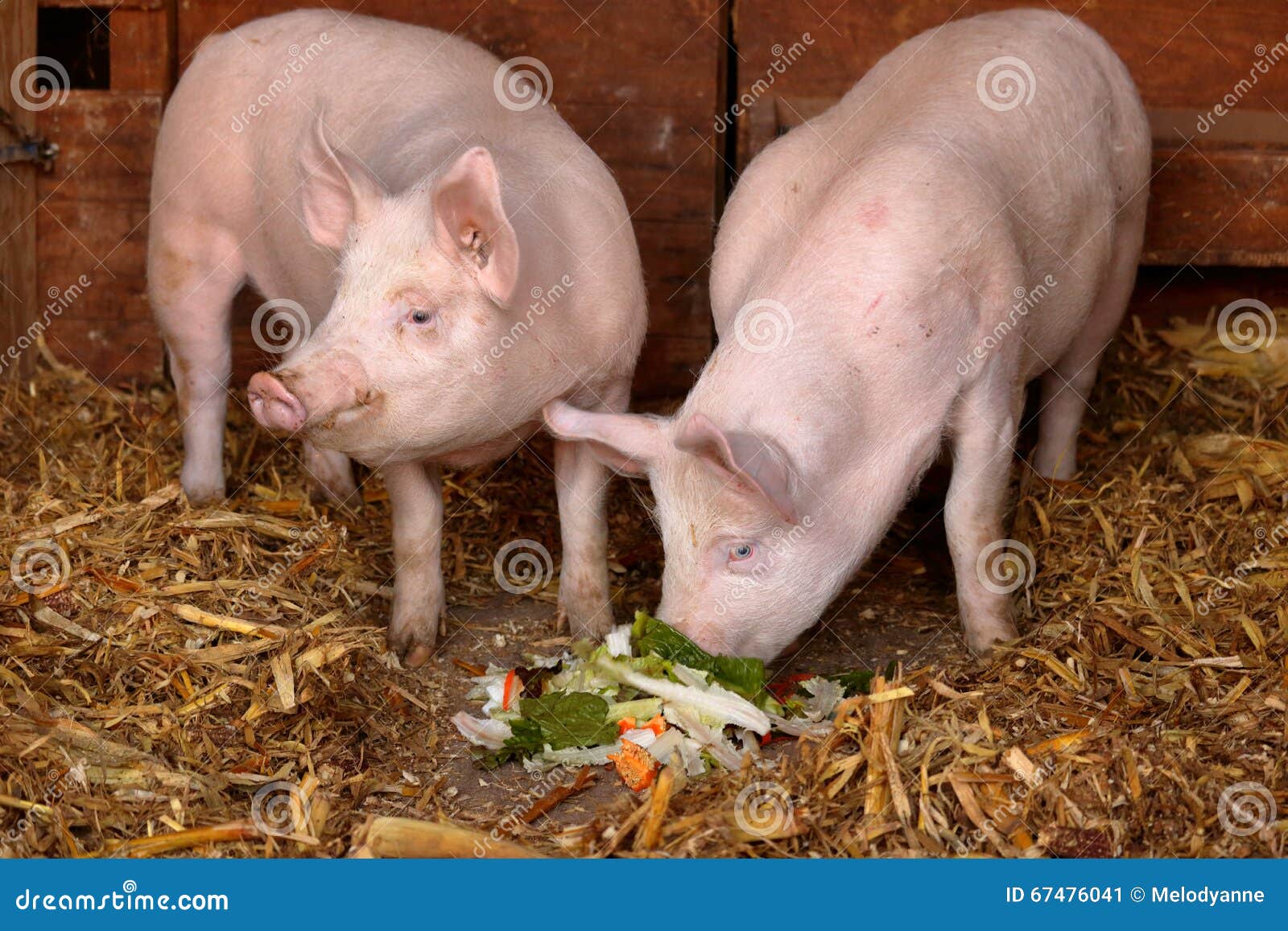 Happy Pigs stock image. Image of fresh, pigs, happy, waste - 67476041