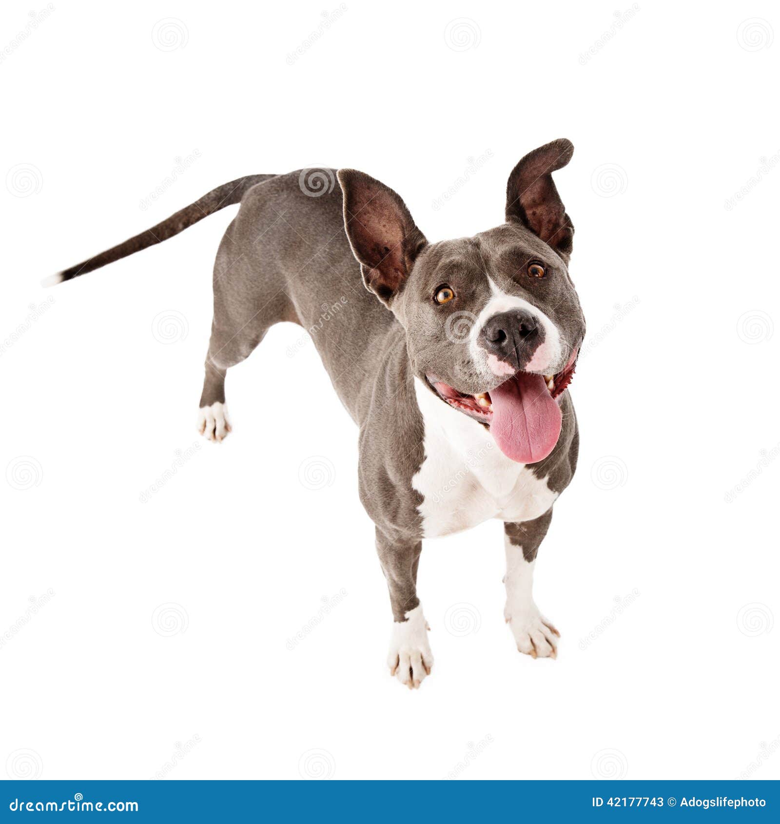 Happy Pit Bull Dog Standing Looking Up Stock Image - Image of mammal ...