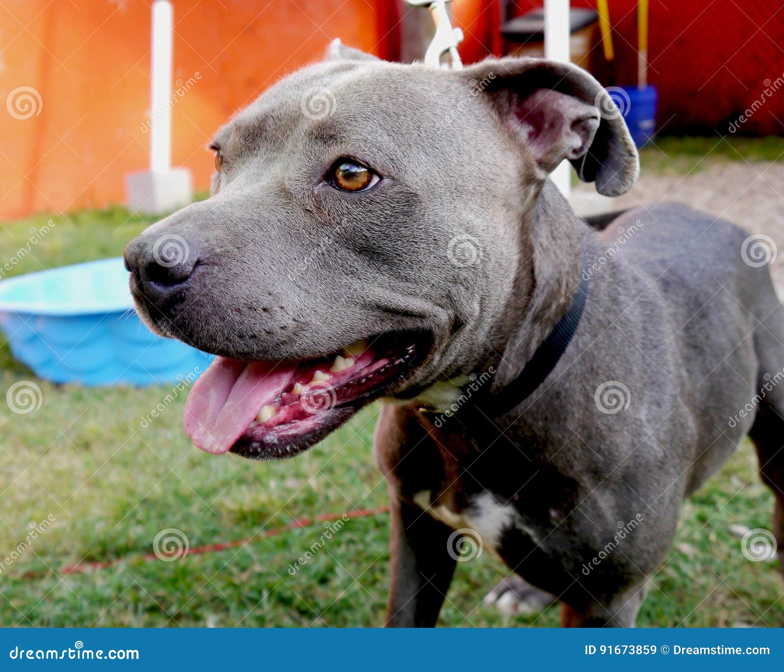 Happy Pit Bull stock image. Image of breed, young, collar - 91673859