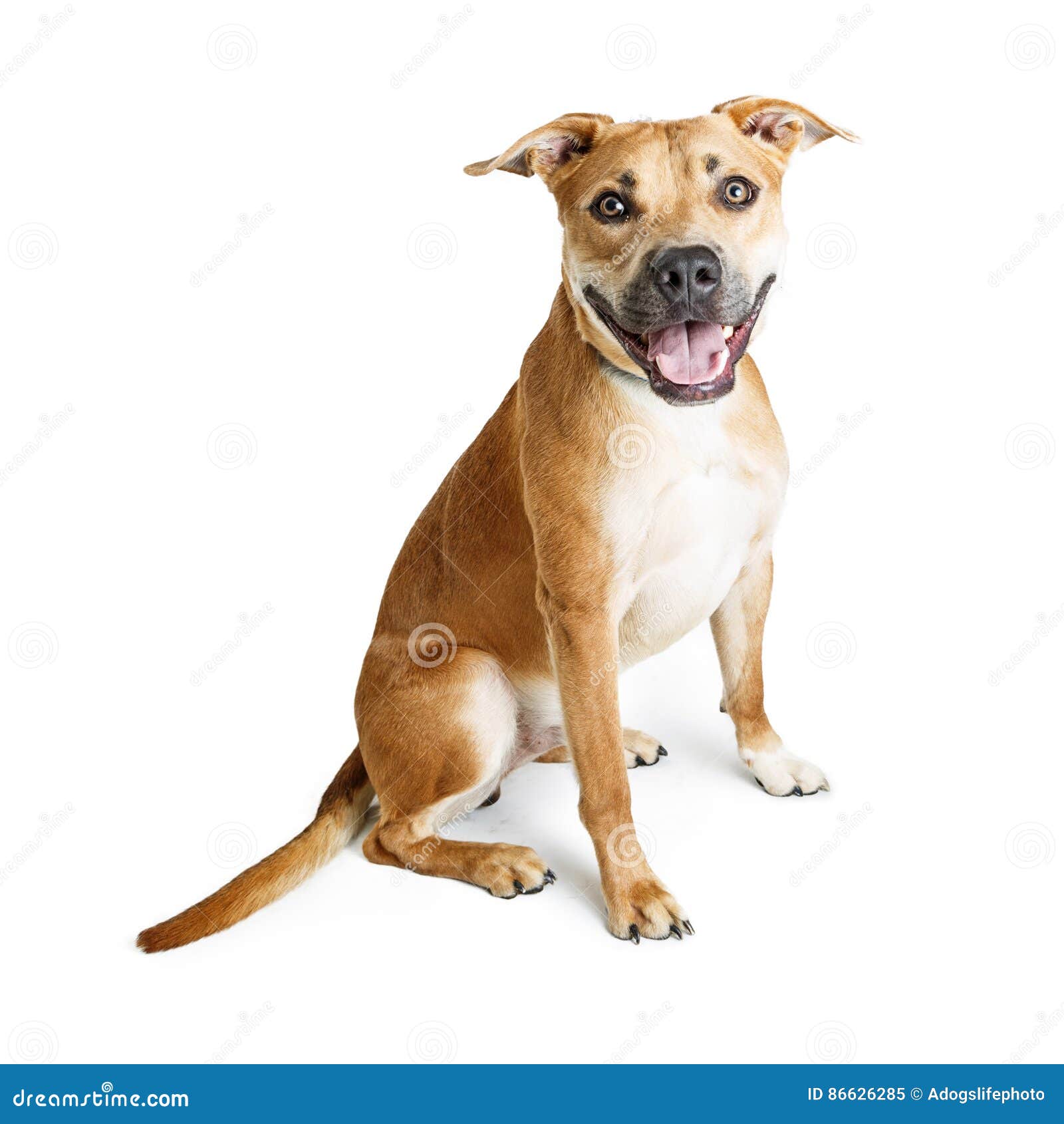 Happy Pit Bull Mix Dog Sitting Stock Image - Image of length, open ...