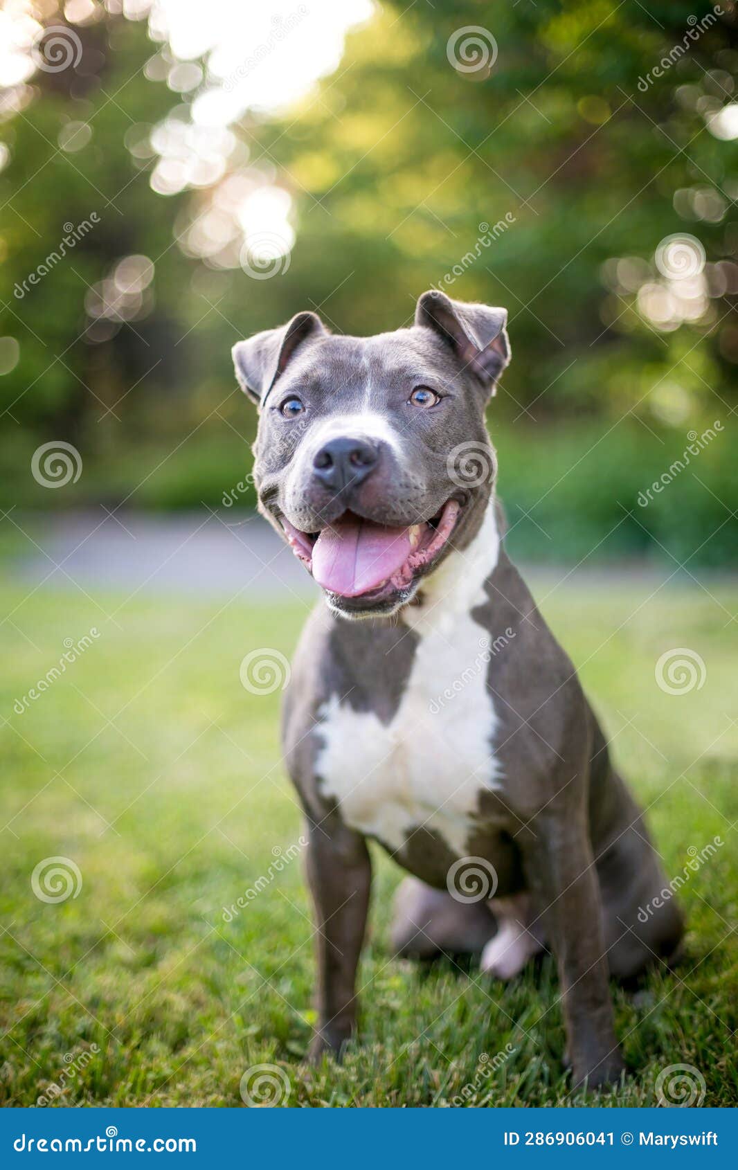 A Happy Pit Bull Terrier Mixed Breed Dog Sitting Outdoors Stock Image ...
