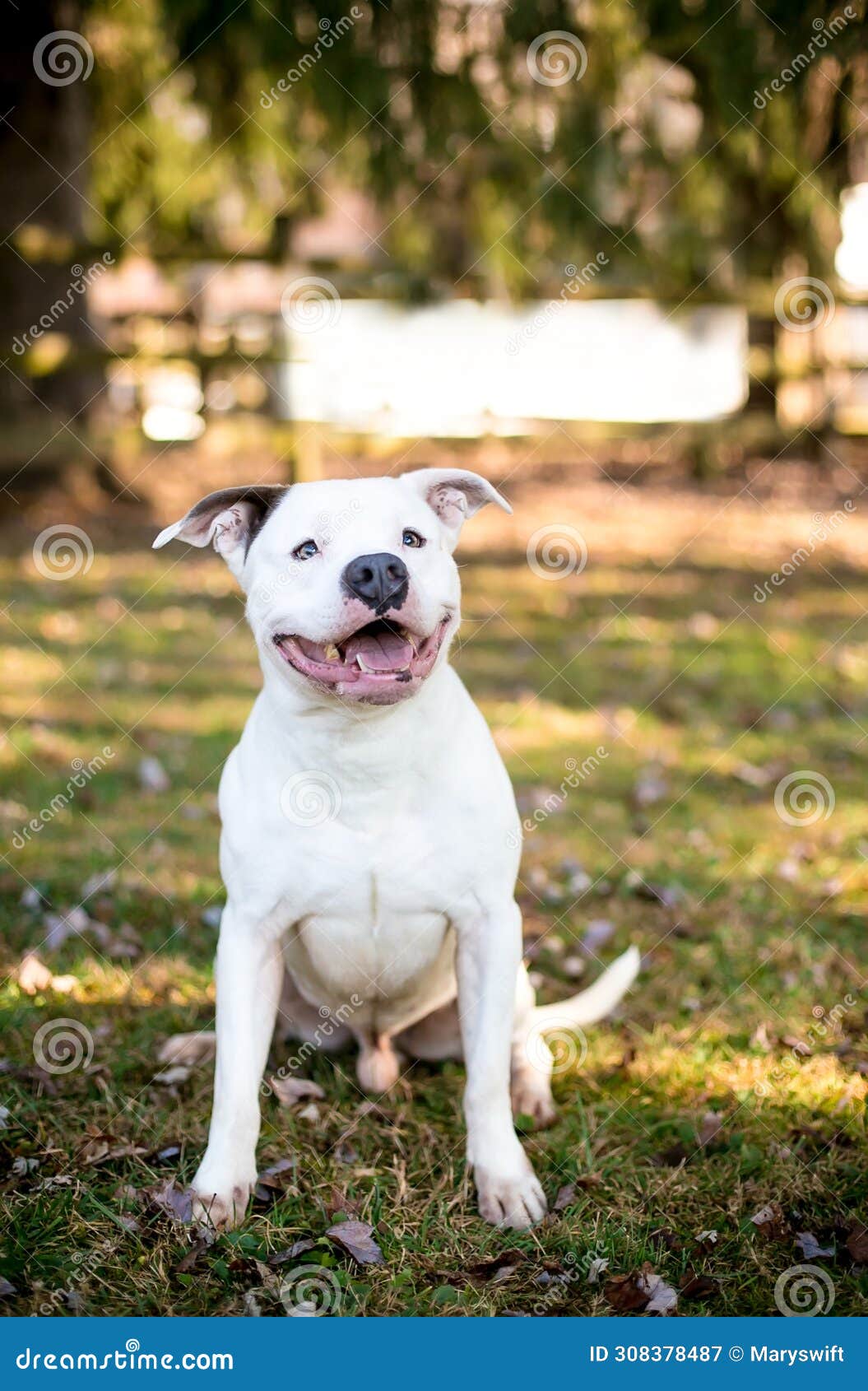 A Happy Pit Bull Terrier Mixed Breed Dog Sitting Outdoors Stock Image ...