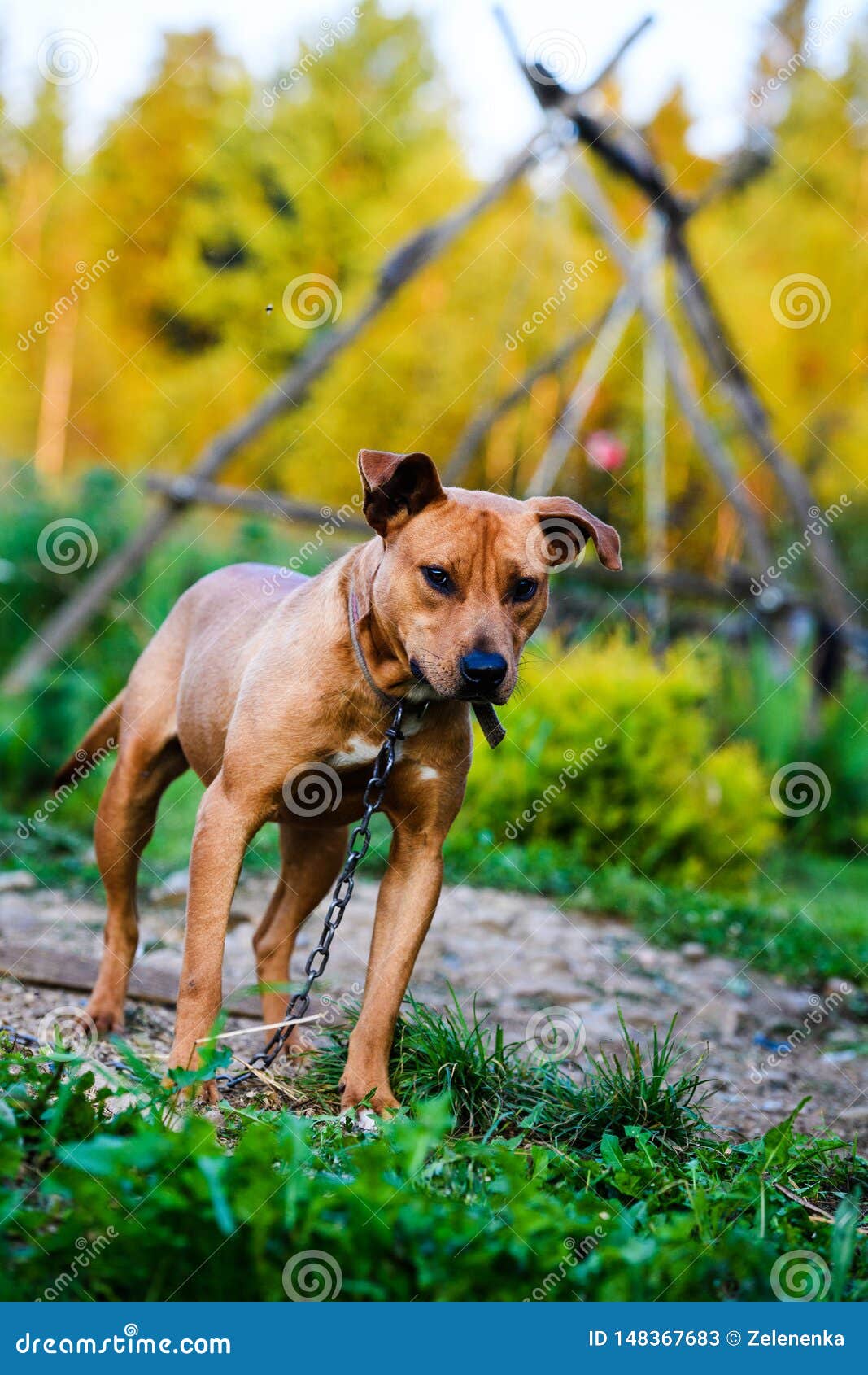 Happy Pit Bull Terrier. Smiling Dog Stock Image - Image of ...