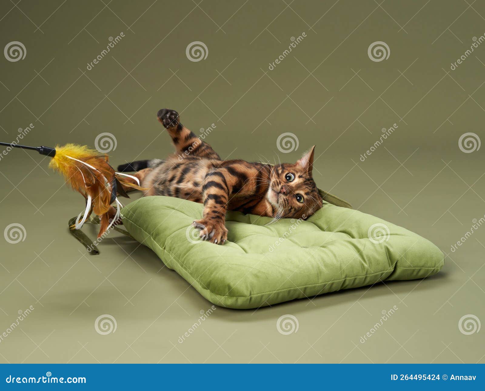 Happy Playing Cat. Bengal on a Green Background Stock Photo - Image of ...