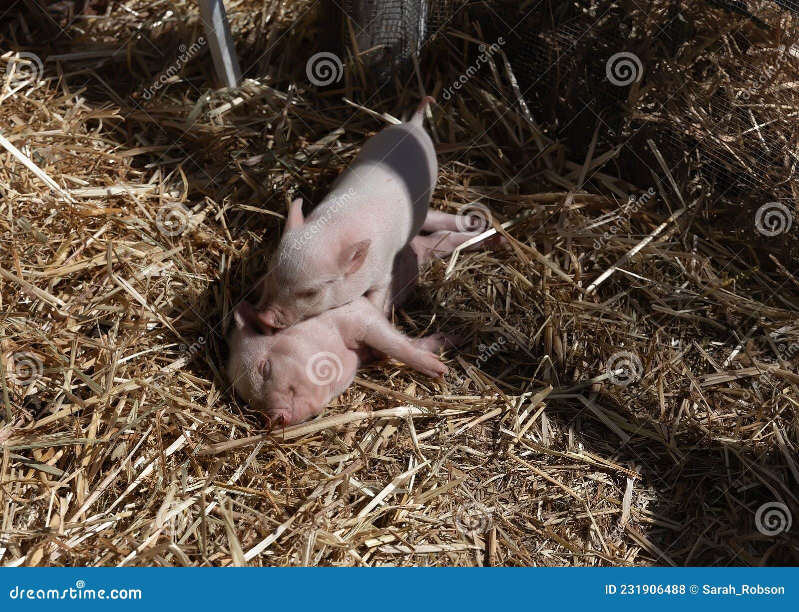 Happy Playing Piglets stock photo. Image of small, happiness - 231906488