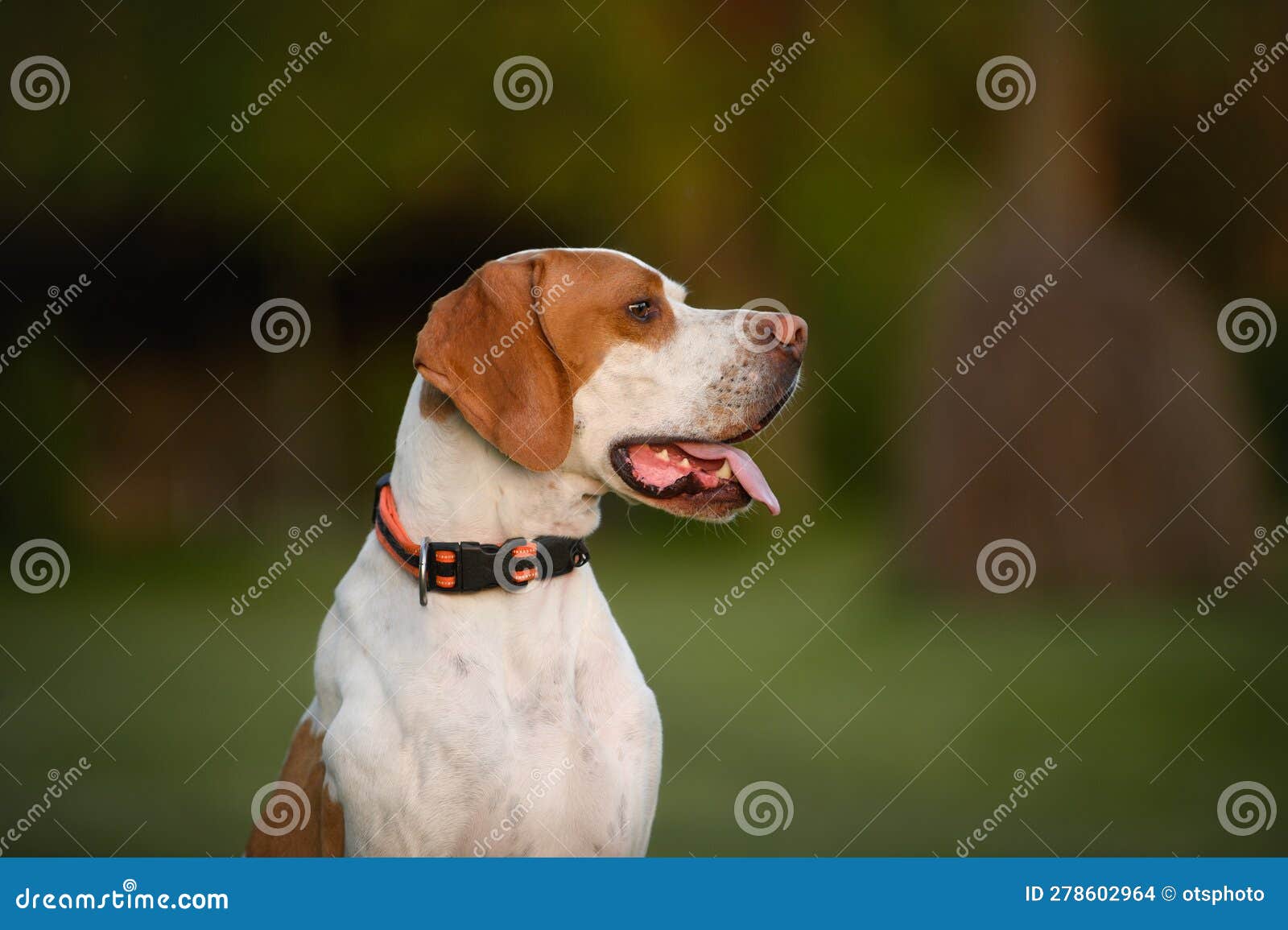 Happy Pointer Dog Portrait in a Collar Outdoors Stock Photo - Image of ...