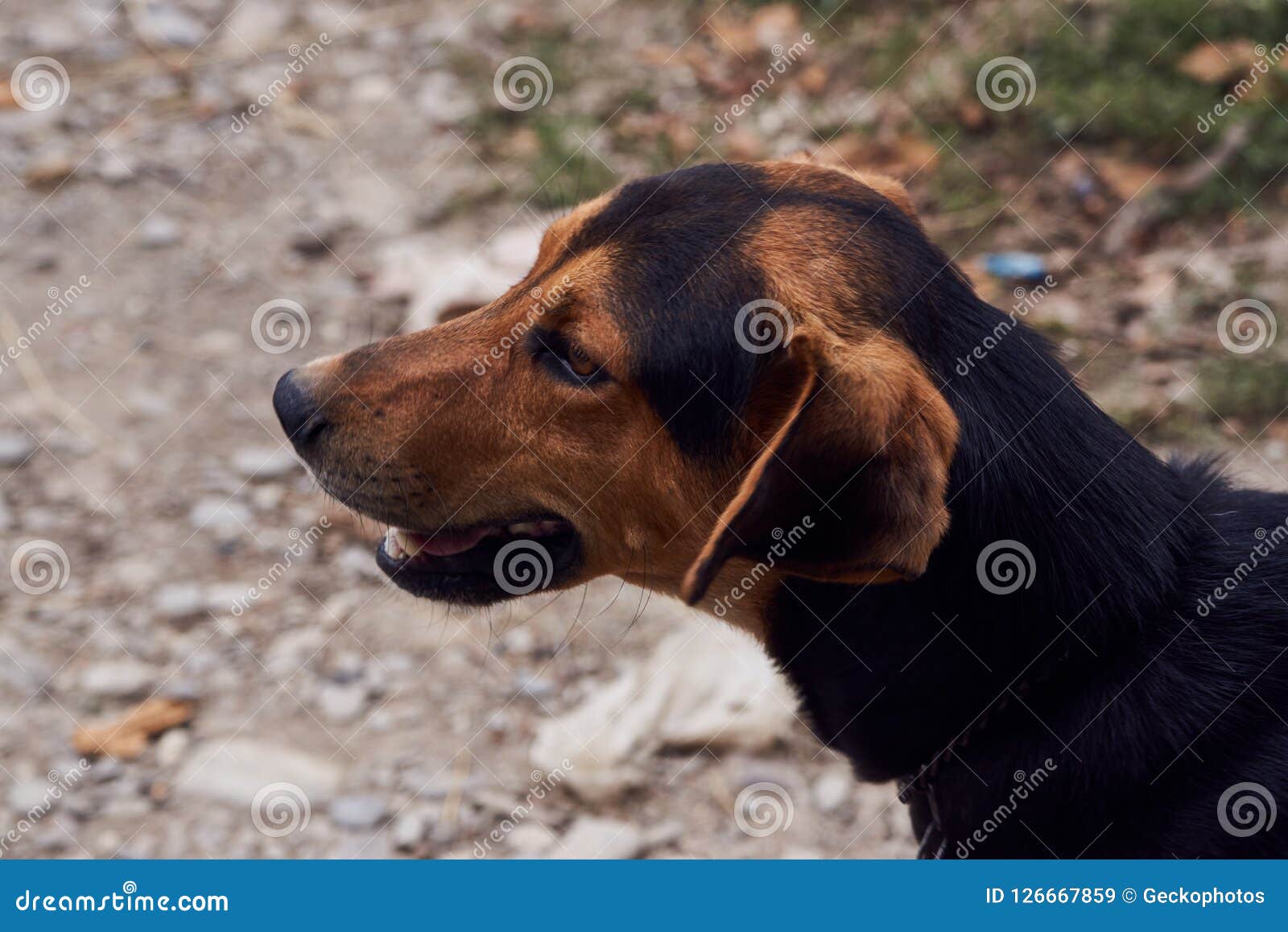 Dog Side View Stock Images - Download 12,914 Royalty Free Photos