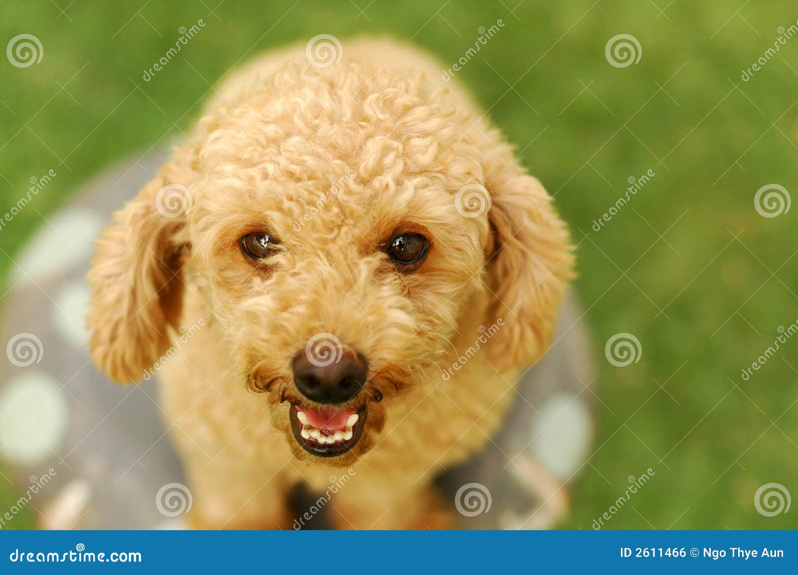 Why Do Poodles Smile