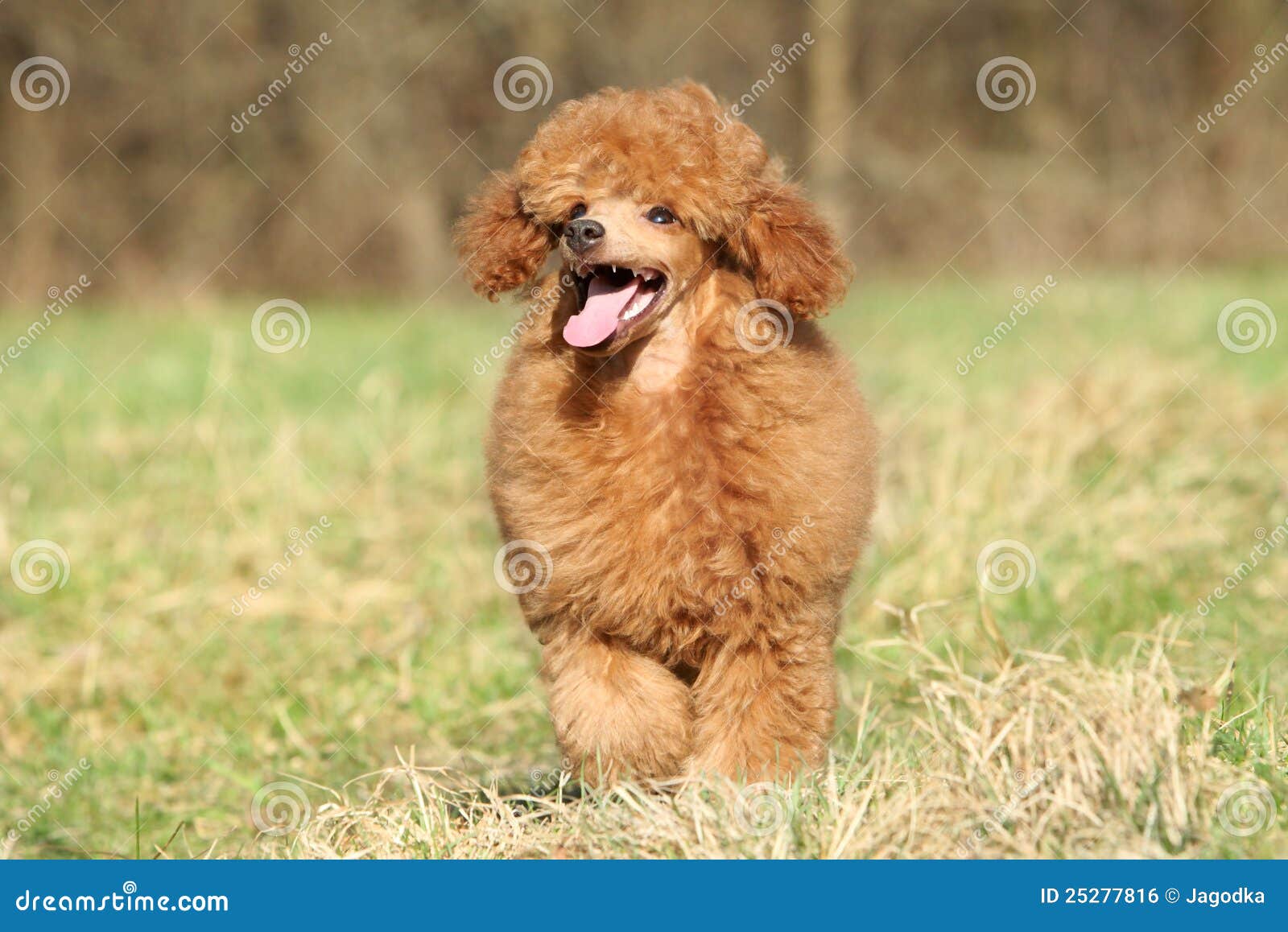 Happy Poodle Puppy at Outdoor Stock Photo - Image of pedigreed, animals ...
