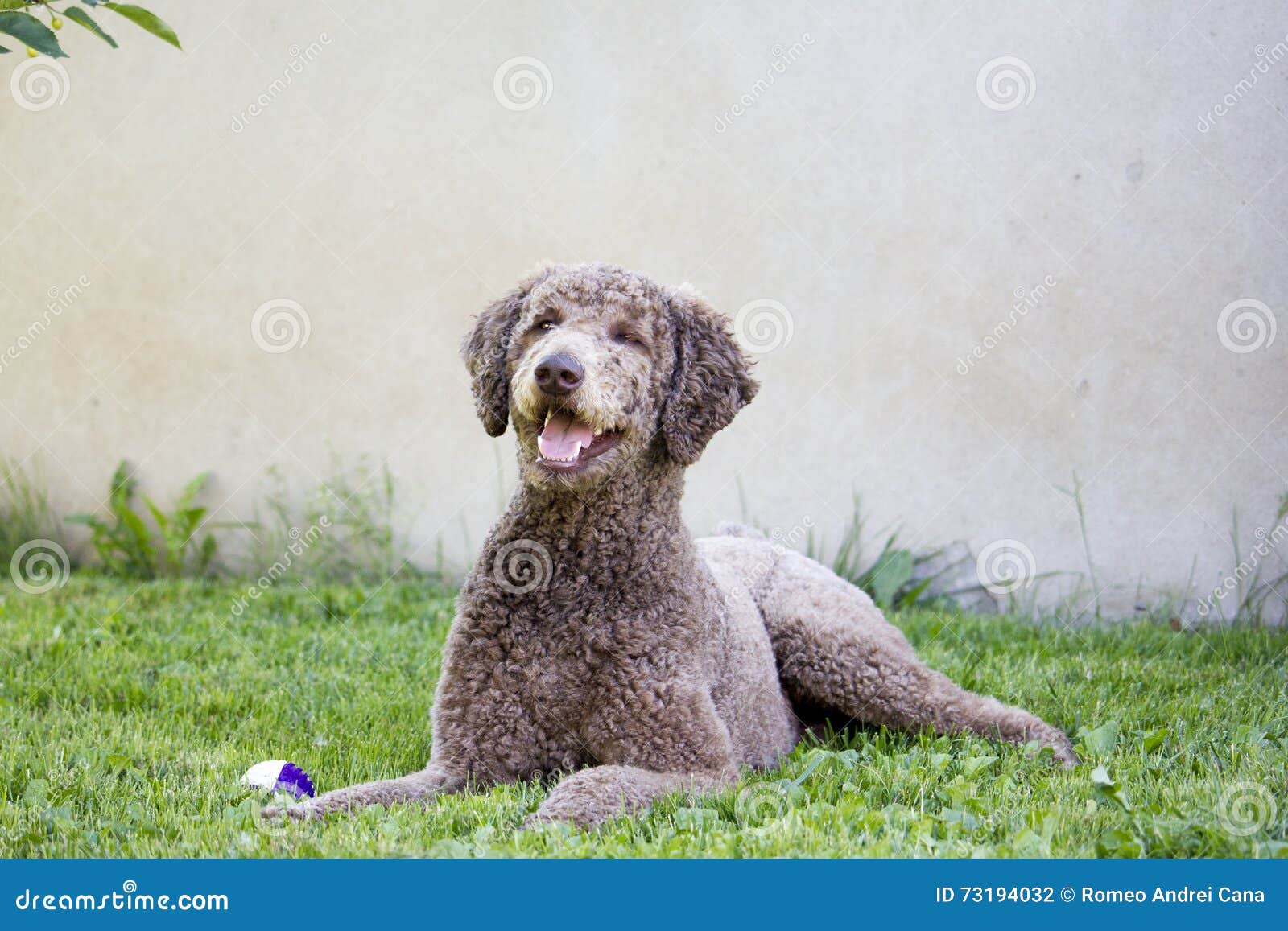 Happy poodle stock photo. Image of poodle, happy, royal - 73194032
