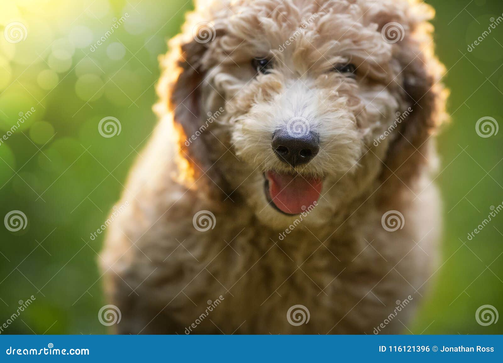 Happy poodle stock photo. Image of sweet, puppies, text - 116121396