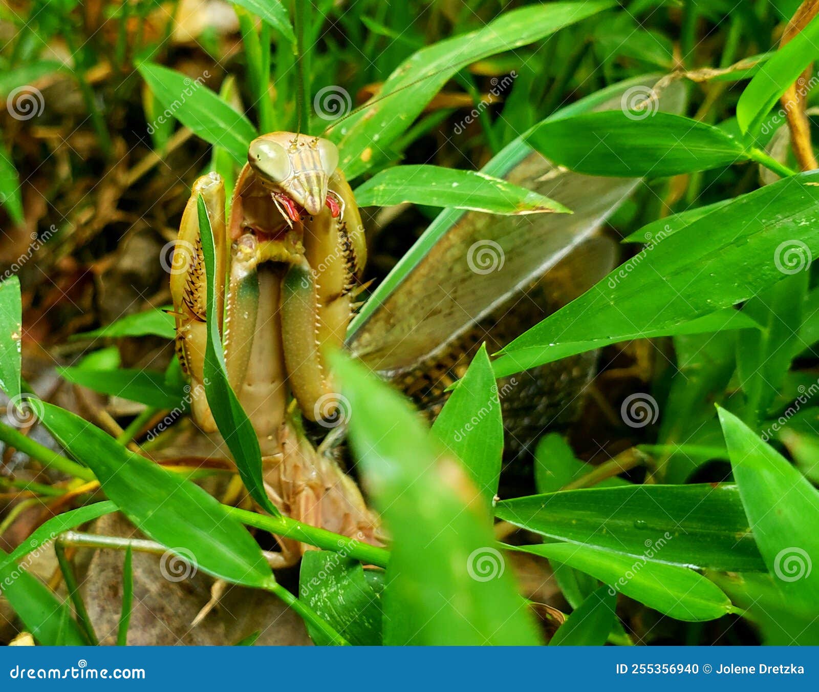 Happy Praying Mantis in Leaves Stock Photo - Image of insect, mantis ...