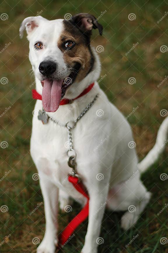 Happy Proud Dog stock image. Image of cute, glance, gaze - 210385