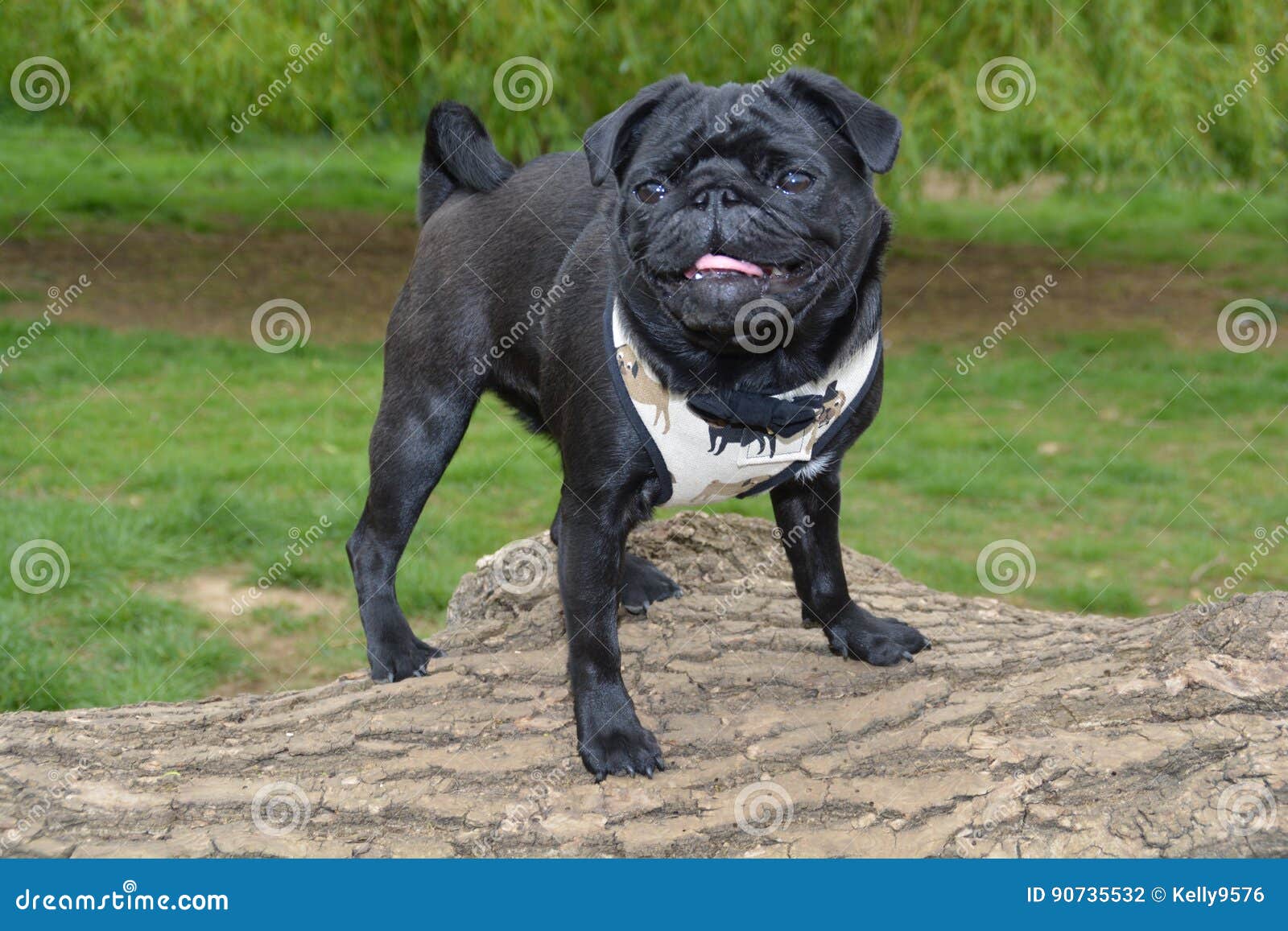 Happy pug dog stock photo. Image of friendly, pink, cute - 90735532