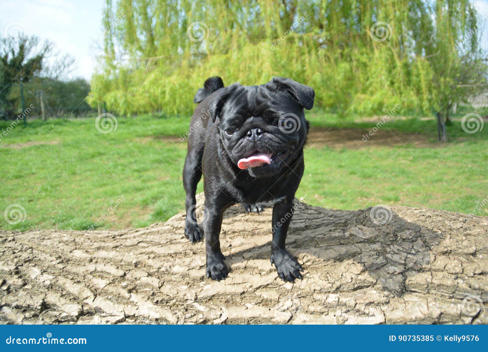 Happy pug dog stock image. Image of floral, pretty, happy - 90735385