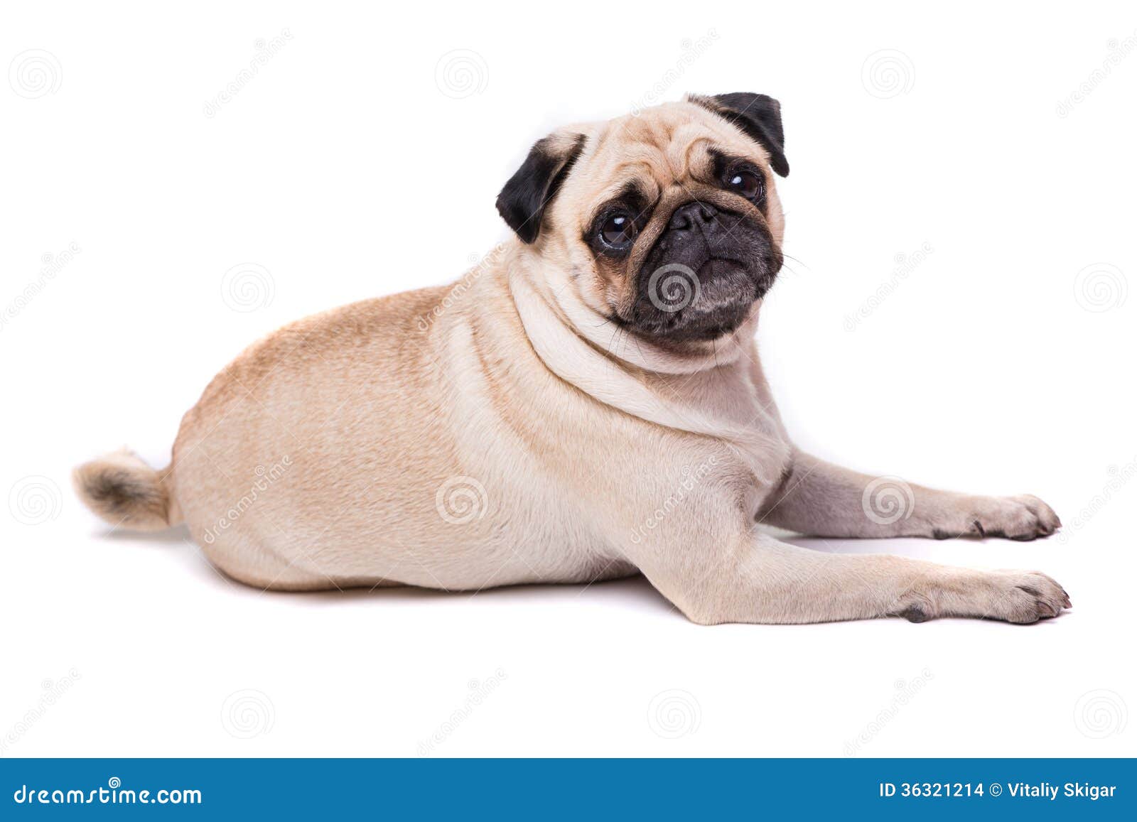 Happy Pug stock photo. Image of watching, canine, pampered - 36321214