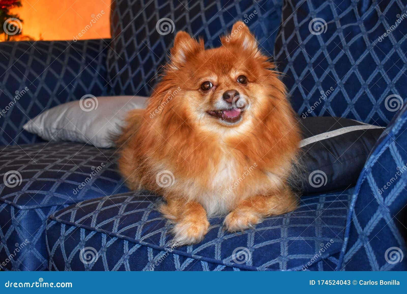 Happy pup stock image. Image of pomeranian, happy - 174524043
