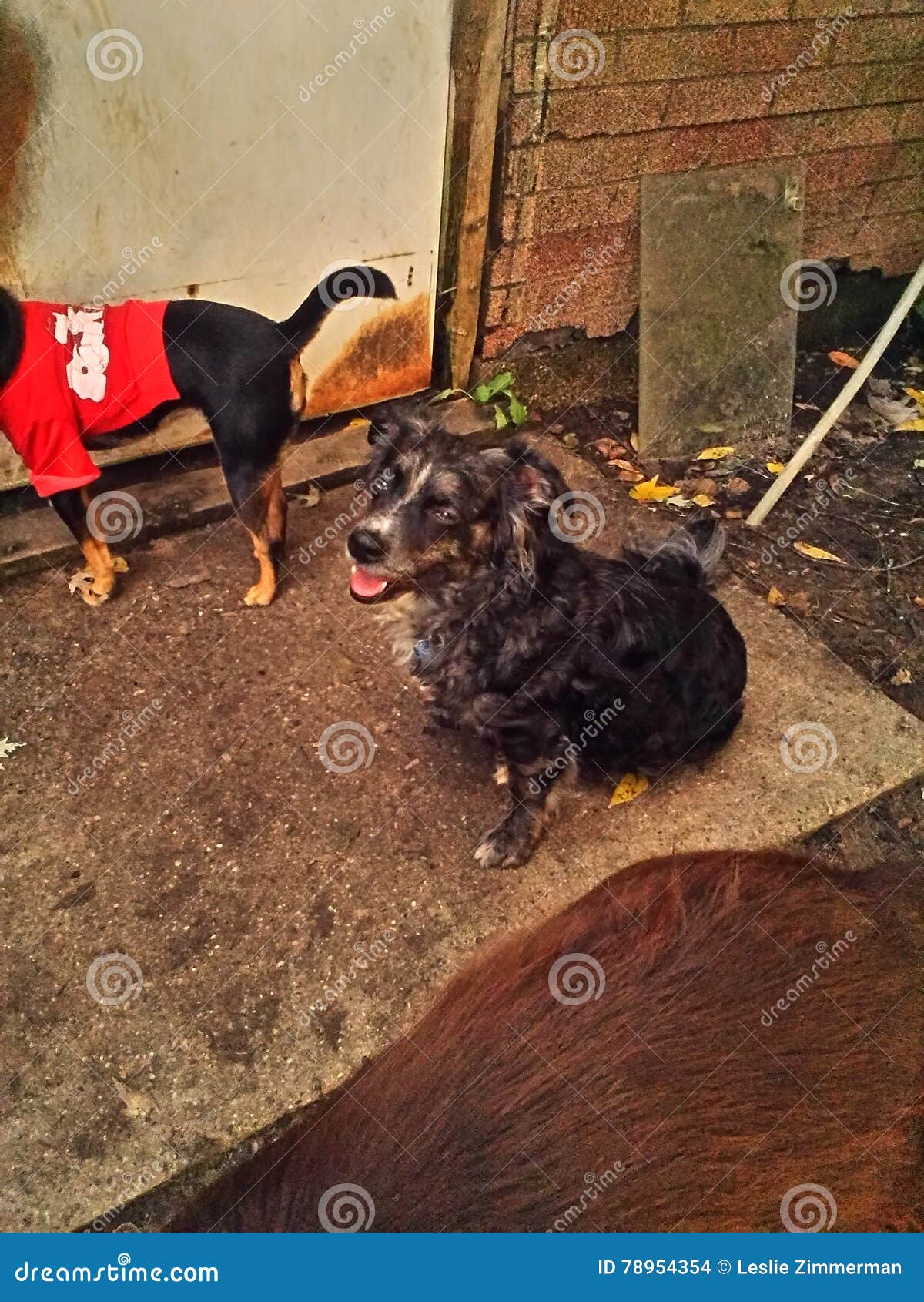Happy pup stock photo. Image of smiling, outside, happy - 78954354