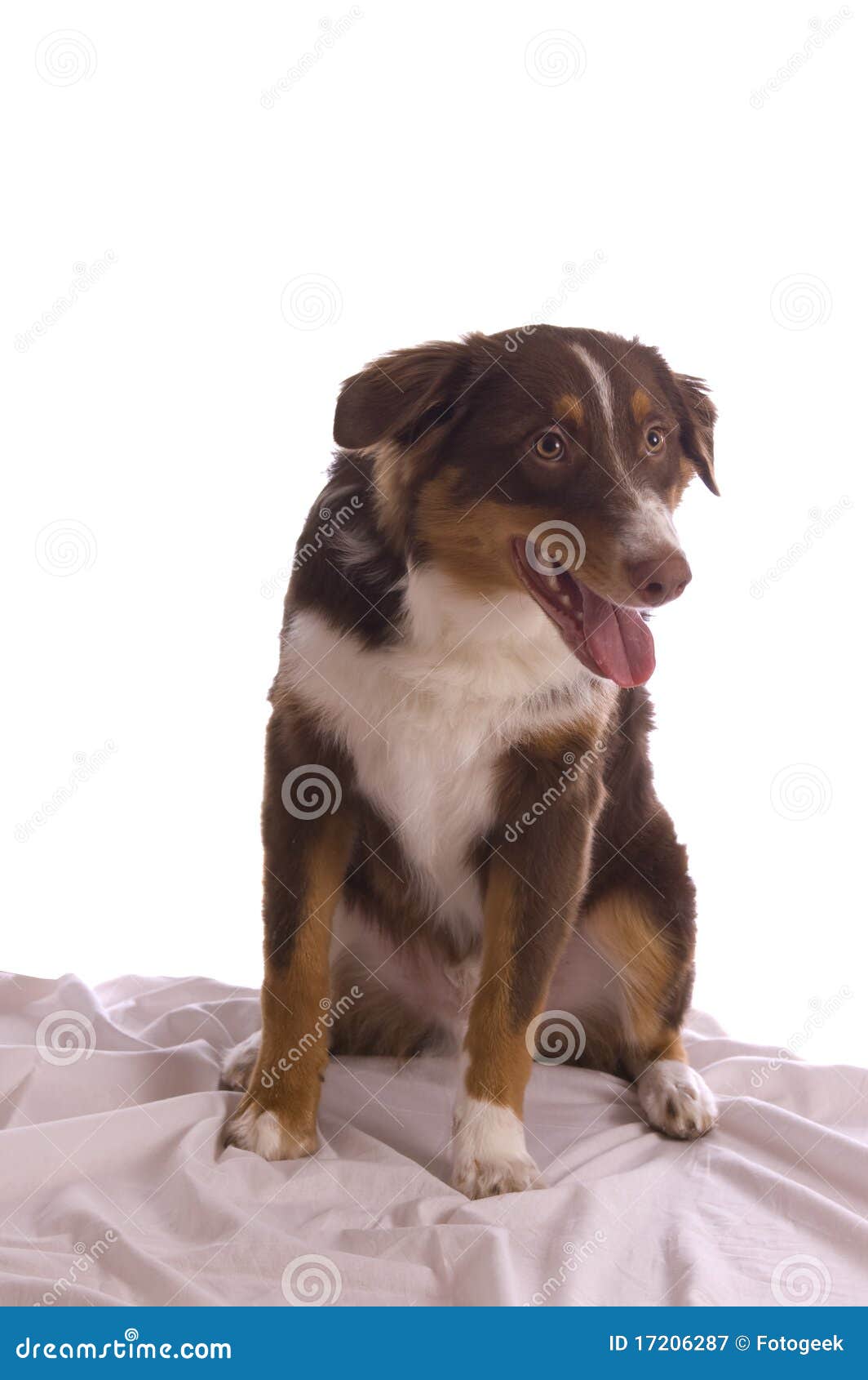 Happy Puppy stock image. Image of resting, puppy, pedigree - 17206287