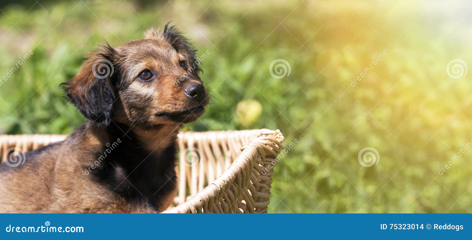 Happy puppy banner stock photo. Image of puppy, eyes - 75323014