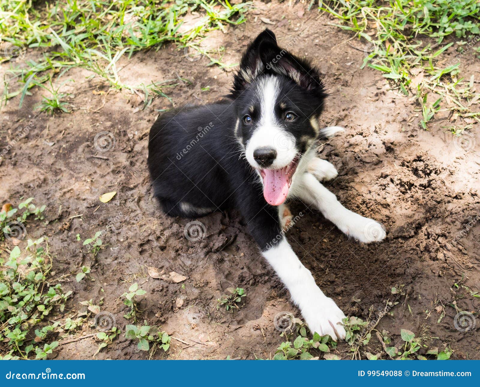Happy Puppy stock photo. Image of happy, collie, color - 99549088