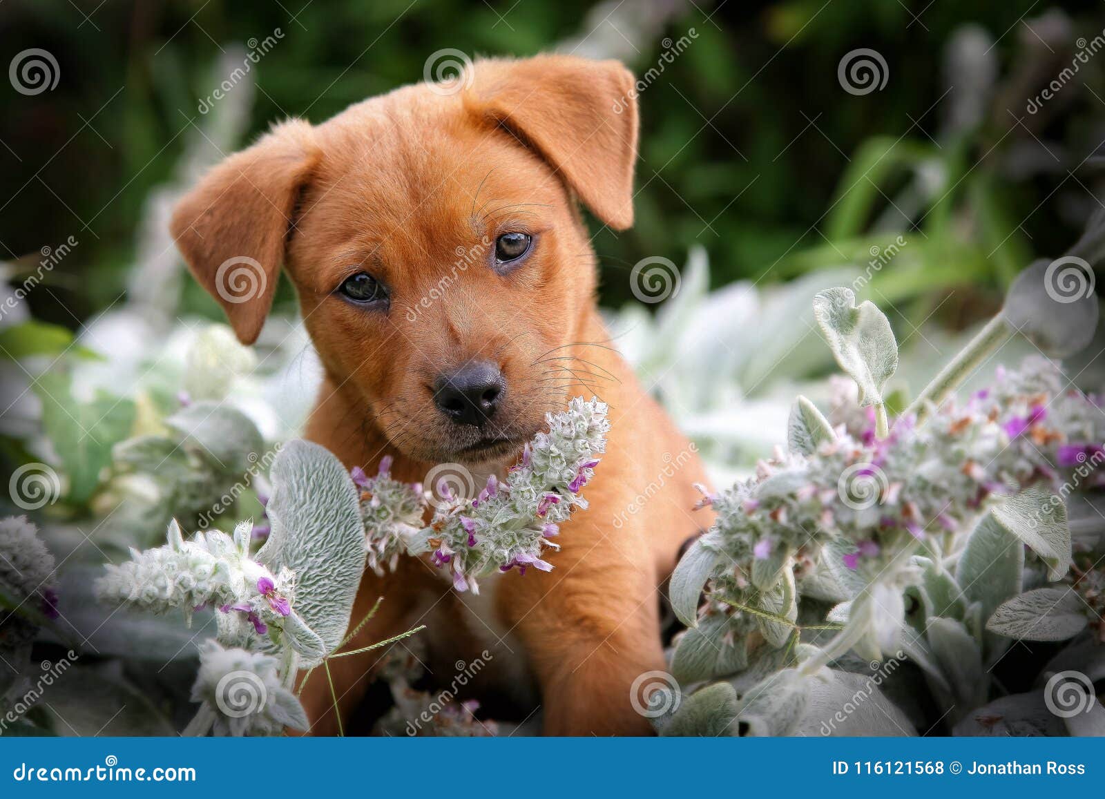 Happy puppy stock photo. Image of looking, smiling, black - 116121568