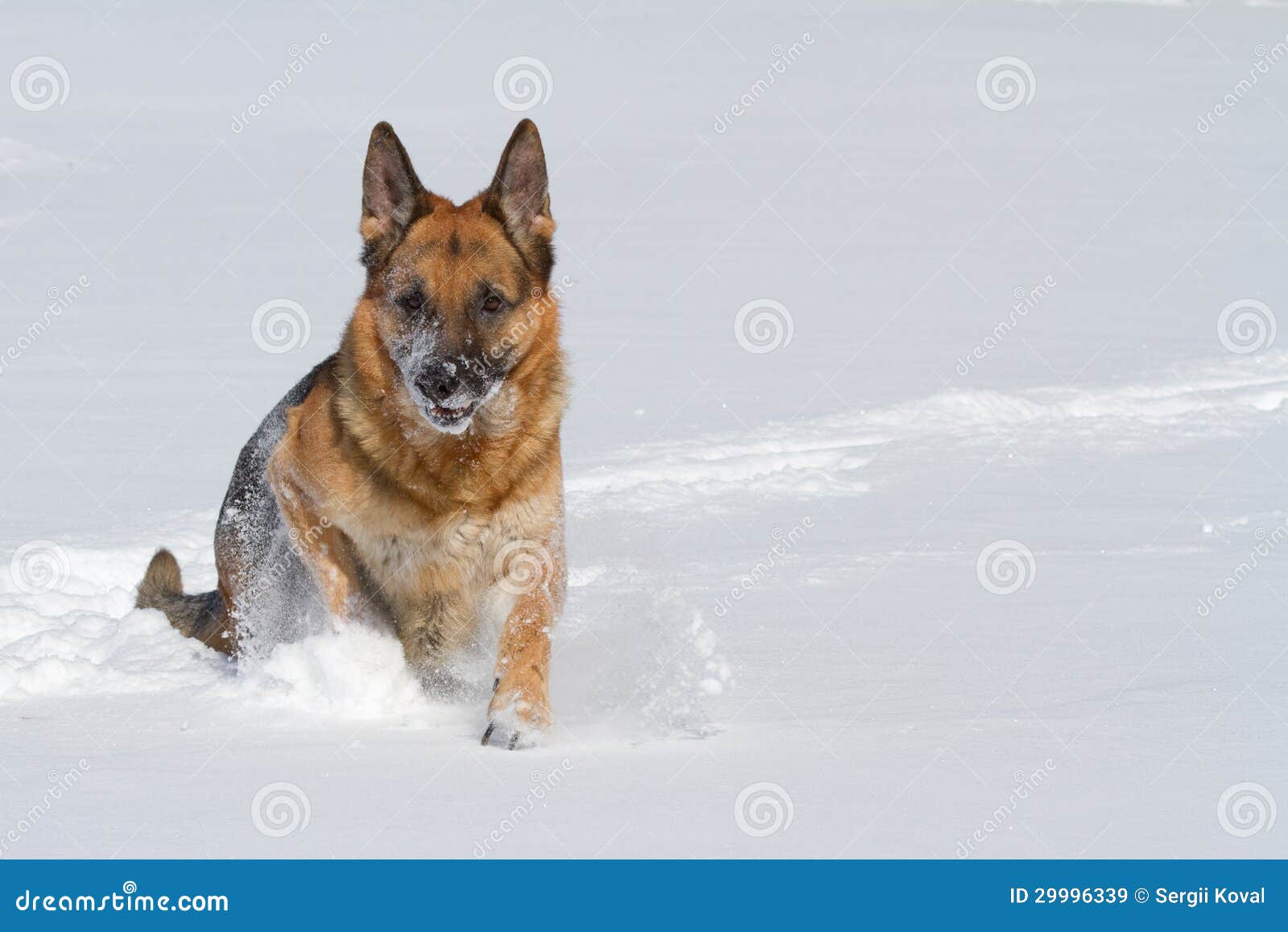 Happy Purebred German Shepherd Running in the Snow Stock Image - Image ...