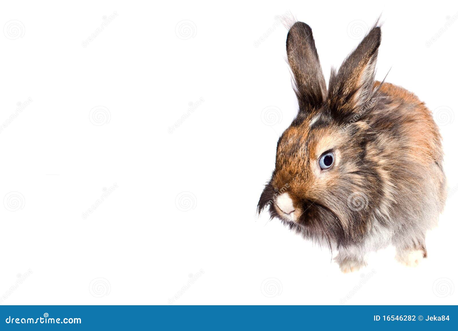 Happy Rabbit stock photo. Image of cute, little, closeup - 16546282