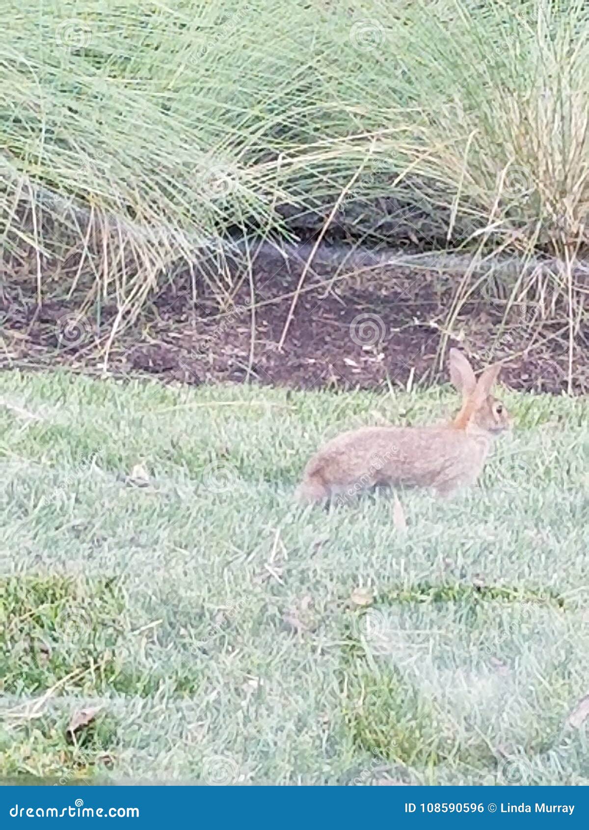 Rabbit stock photo. Image of rabbit, happy - 108590596