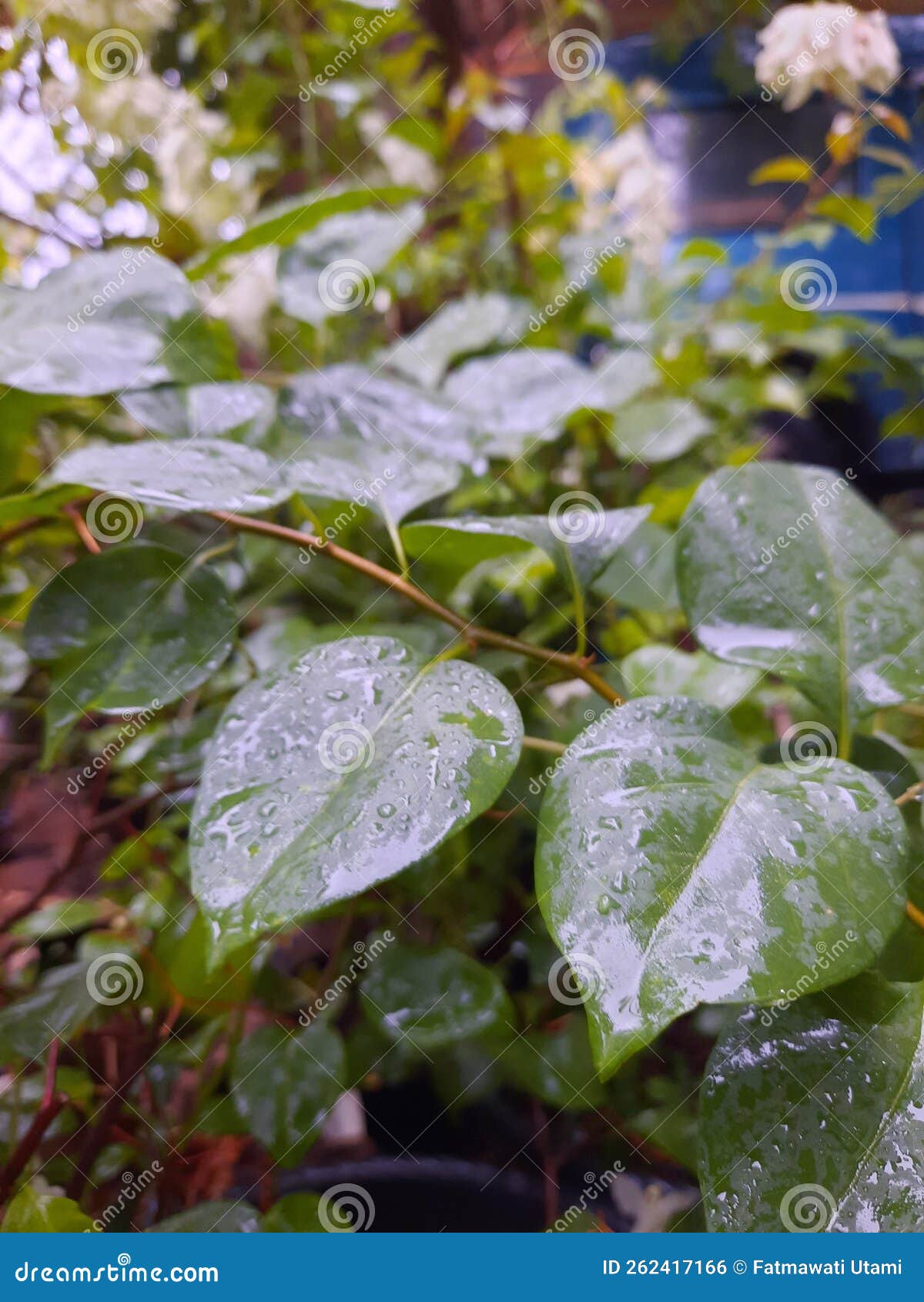 Happy when it rains stock photo. Image of shrub, sunlight - 262417166
