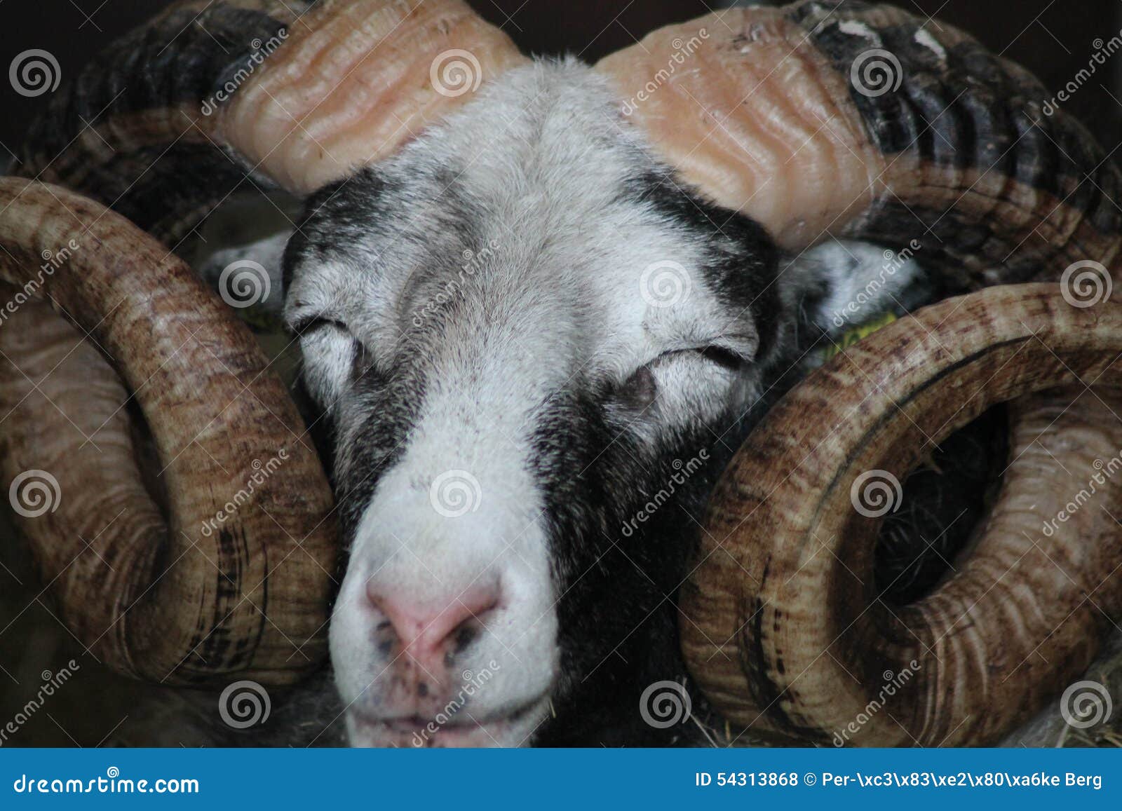 A happy ram stock photo. Image of outdoor, styrka, tlig - 54313868