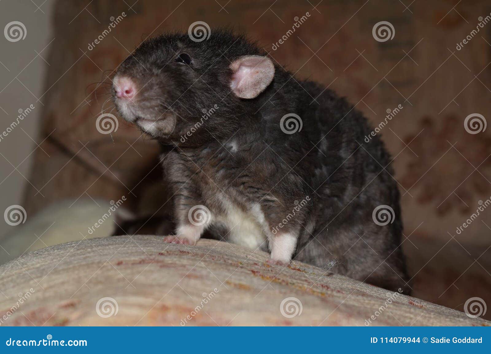 Happy rat stock photo. Image of happy, animal, cute - 114079944