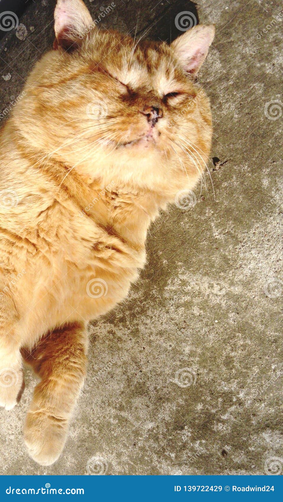 Happy Red Cat Enjoying the Sun Stock Image - Image of safe, cute: 139722429