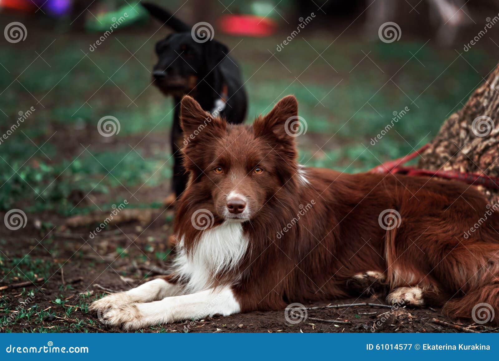Happy Red Dog Border Collieo Stock Image - Image of color, animals ...