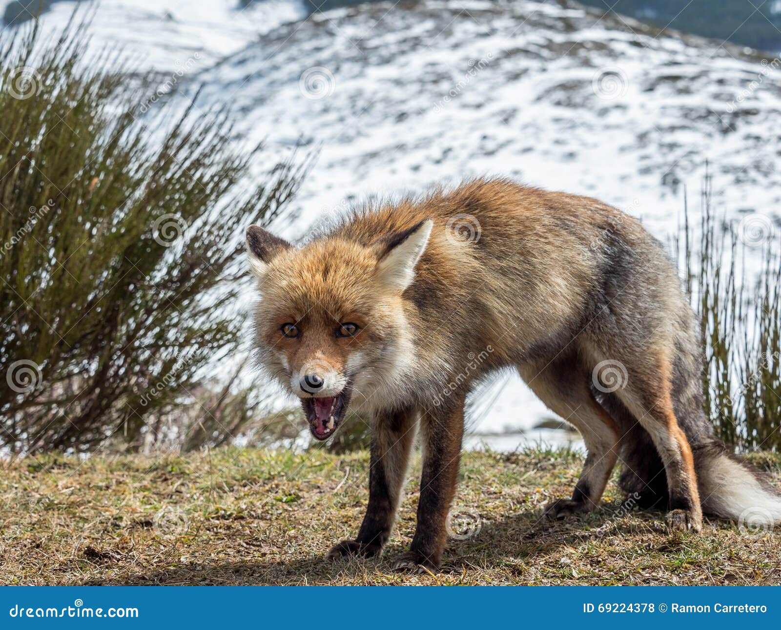 Happy Red Fox (Vulpes Vulpes) Stock Photo - Image of smelling ...