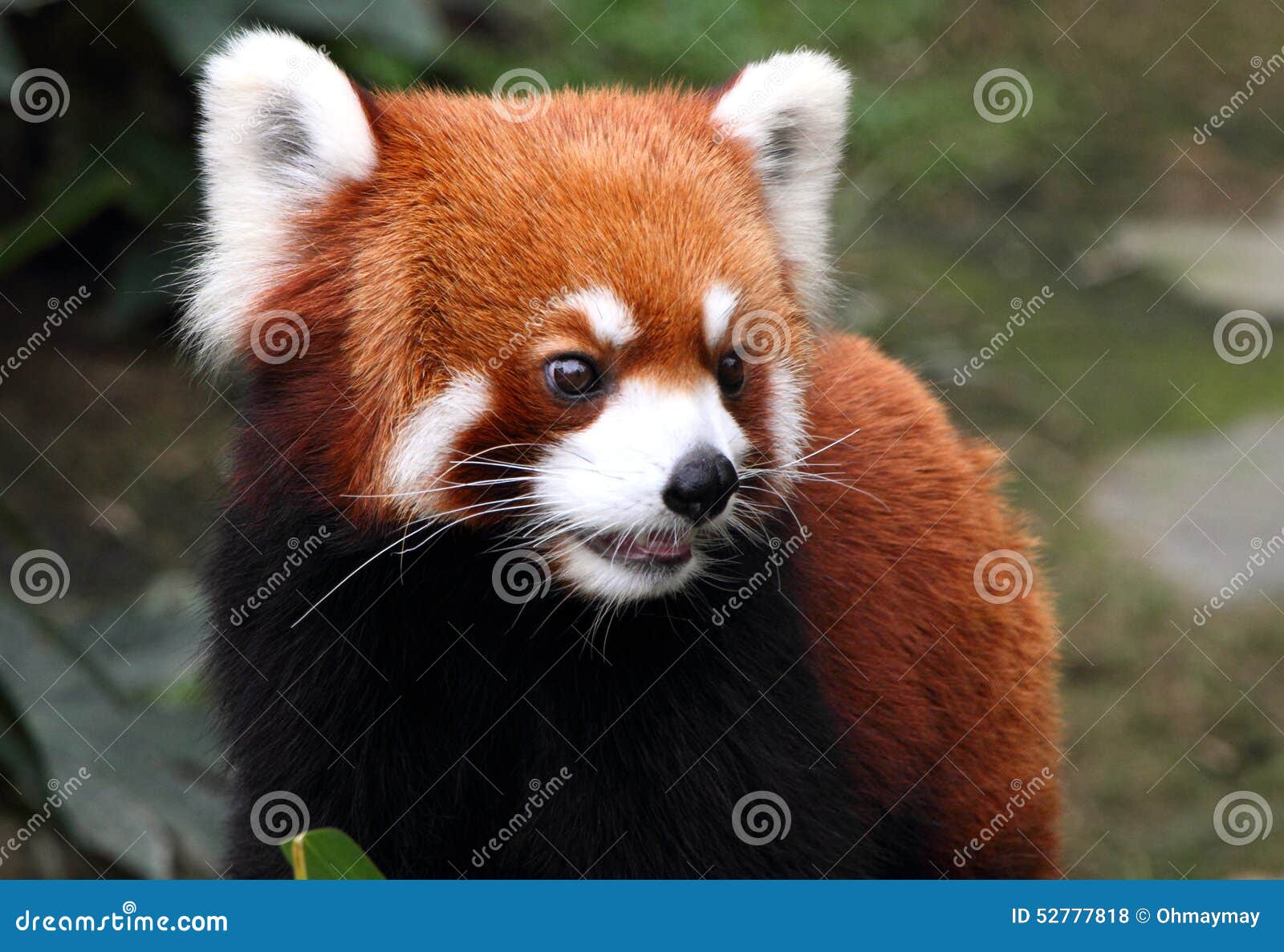 Happy red panda stock photo. Image of cute, brown, ocean - 52777818