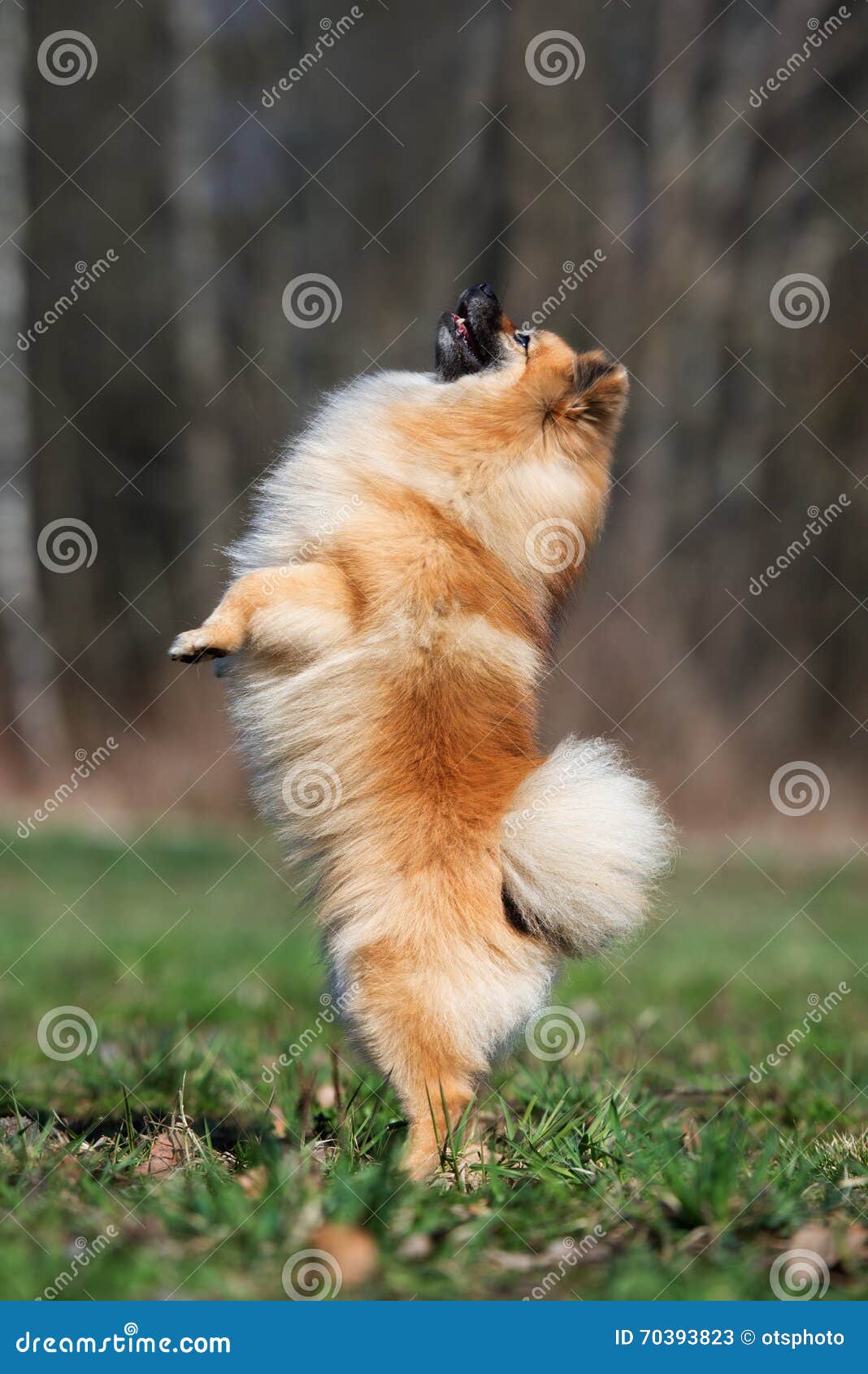 Happy Red Spitz Dog Posing Outdoors Stock Image - Image of brown, grass ...
