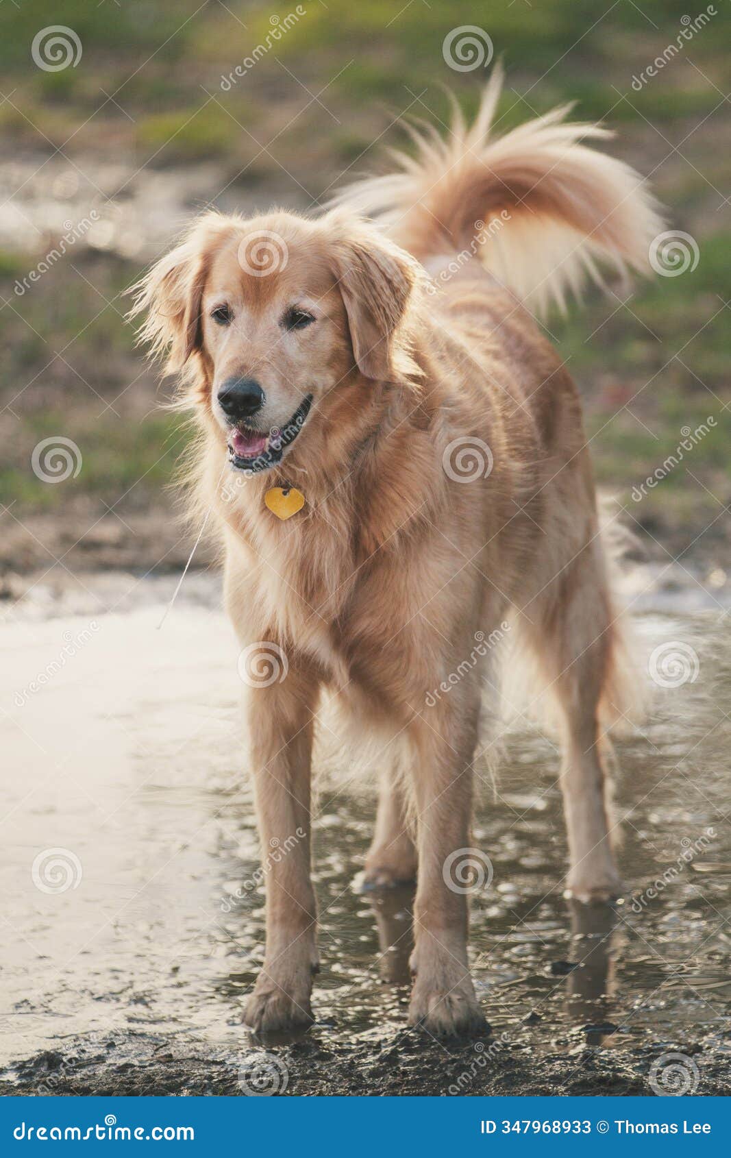 Happy Retriever Dog Standing in a Puddle Stock Image - Image of animals ...